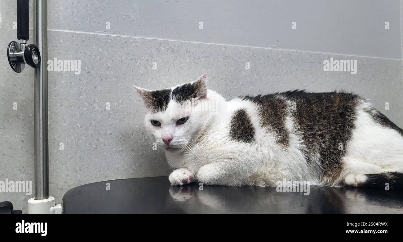 White with gray spots cat in veterinary clinic awaiting test results ...