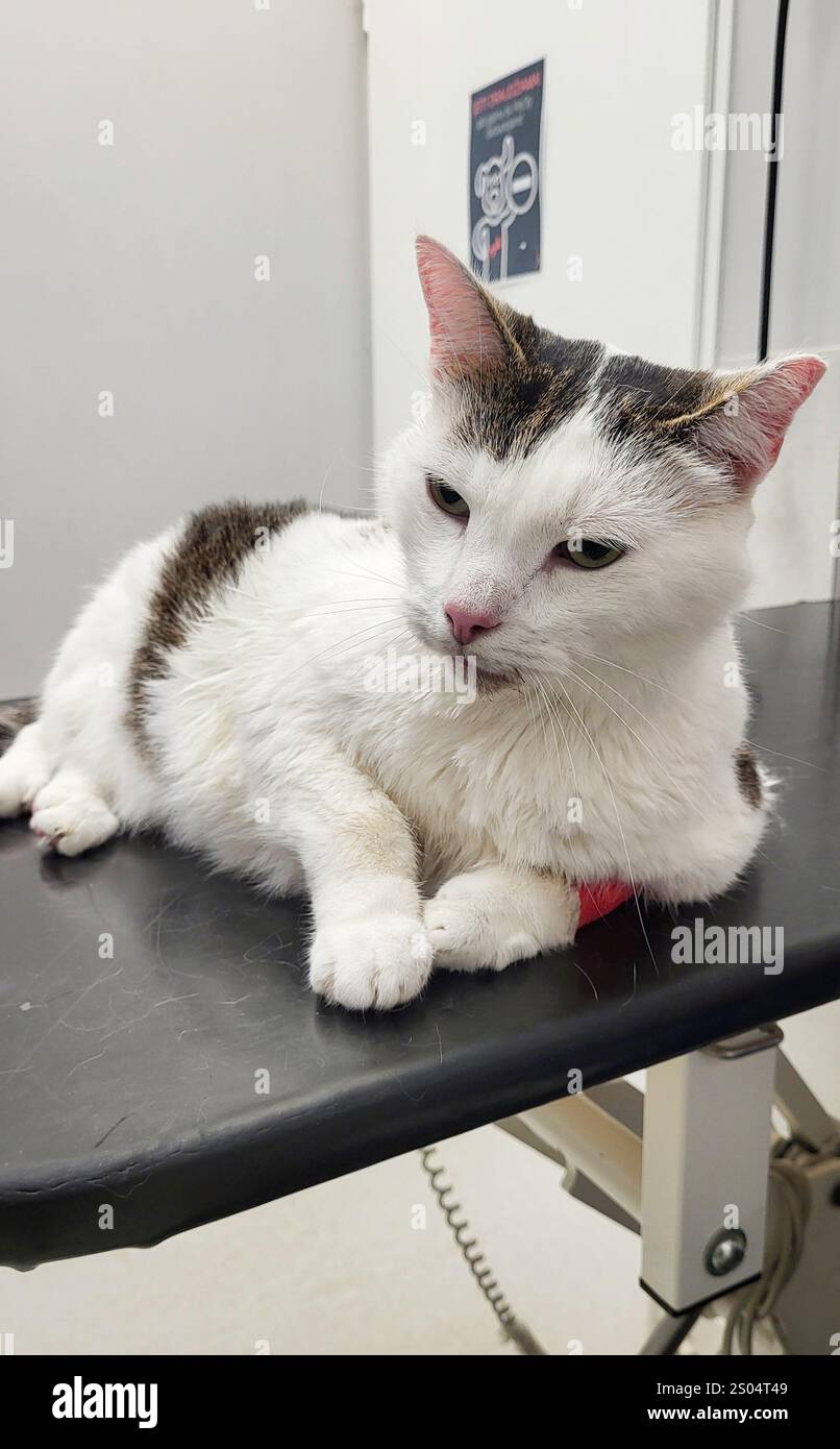 Very sick cat in veterinary clinic is waiting a doctor Stock Photo - Alamy