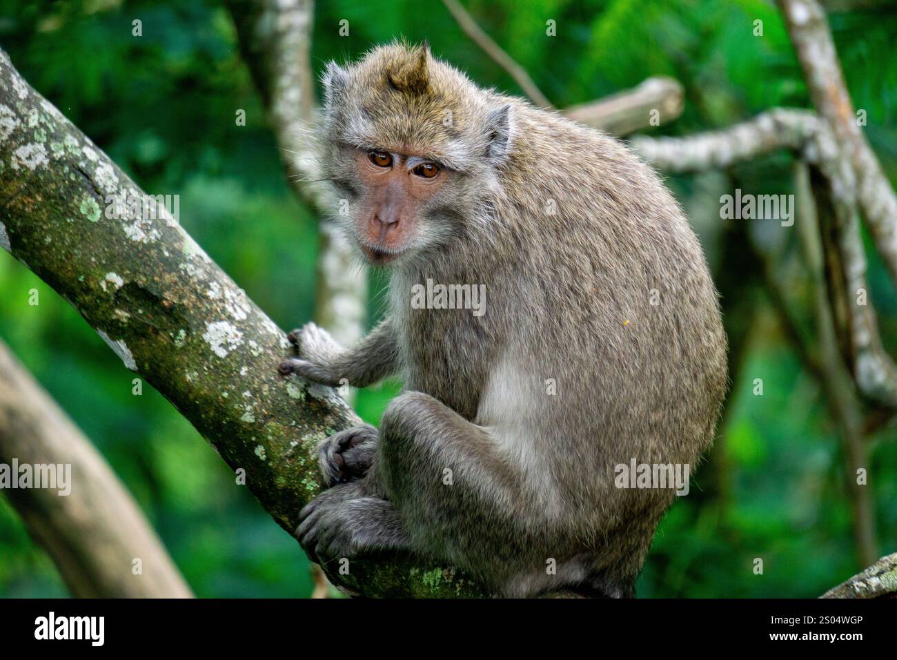 Macaca fascicularis (kera ekor panjang, monyet ekor panjang, long ...