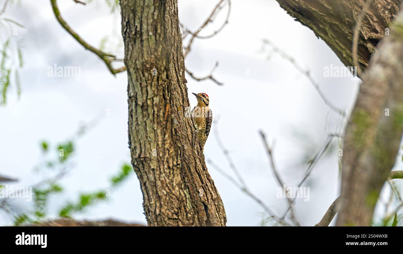 A Male Ladder Backed Woodpecker on a Tree in the Santa Ana National ...