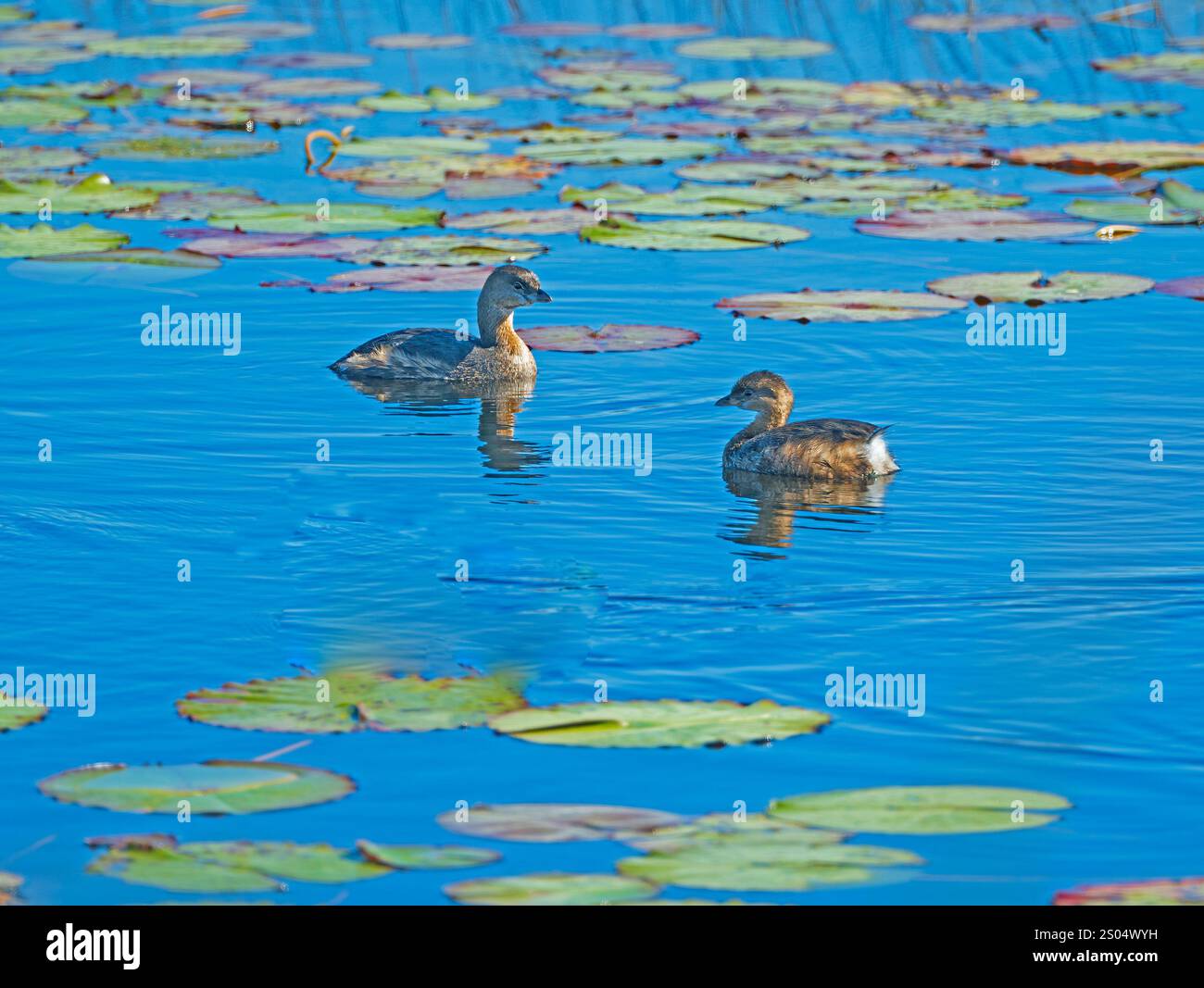 A Pair fo Pied Billed Grebe Amongst the Lily Pads in the St Marks ...