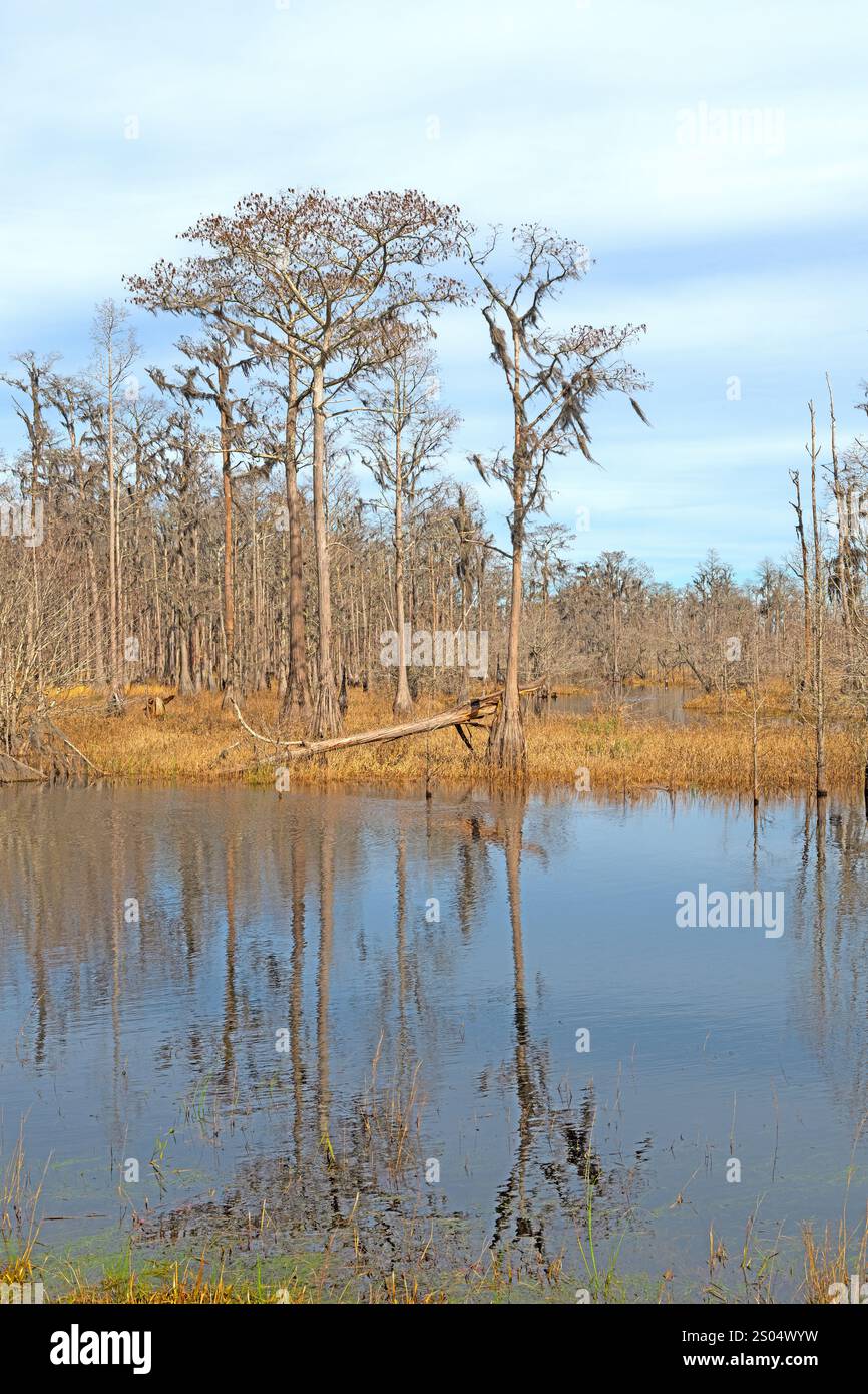 Calm Waters in a Cypress Marsh in Stephan C Foster State Park in ...