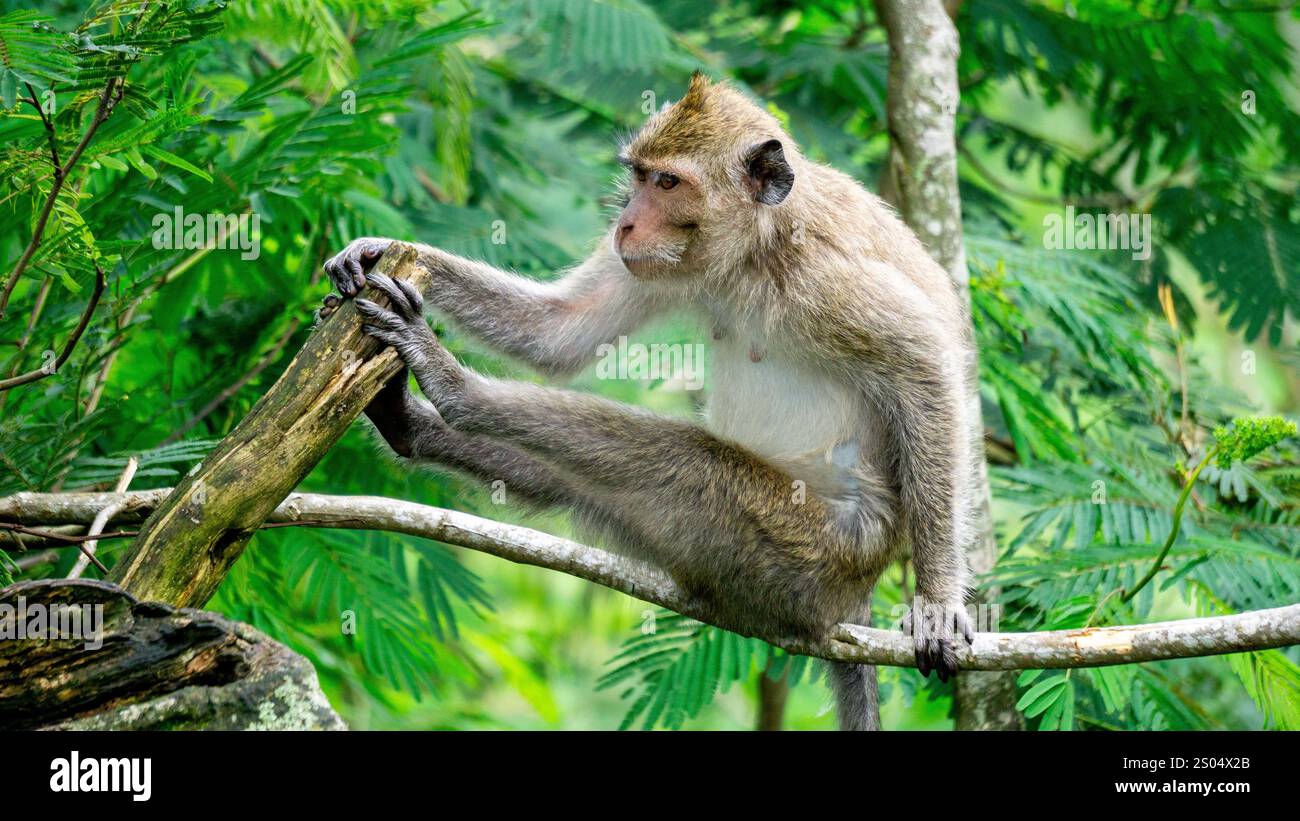 Macaca fascicularis (kera ekor panjang, monyet ekor panjang, long ...