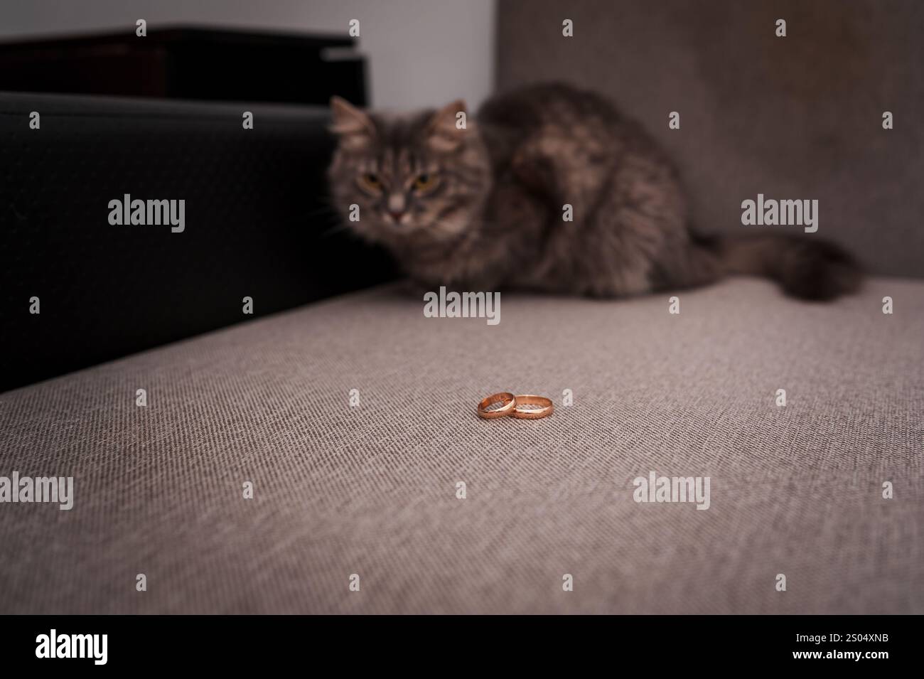 Romantic Engagement Rings with a Cat in the Background Stock Photo - Alamy