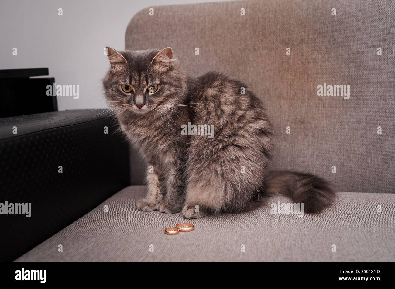 Mischievous cat hi-res stock photography and images - Alamy