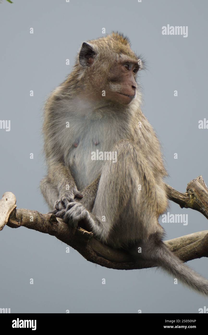 Macaca fascicularis (kera ekor panjang, monyet ekor panjang, long ...