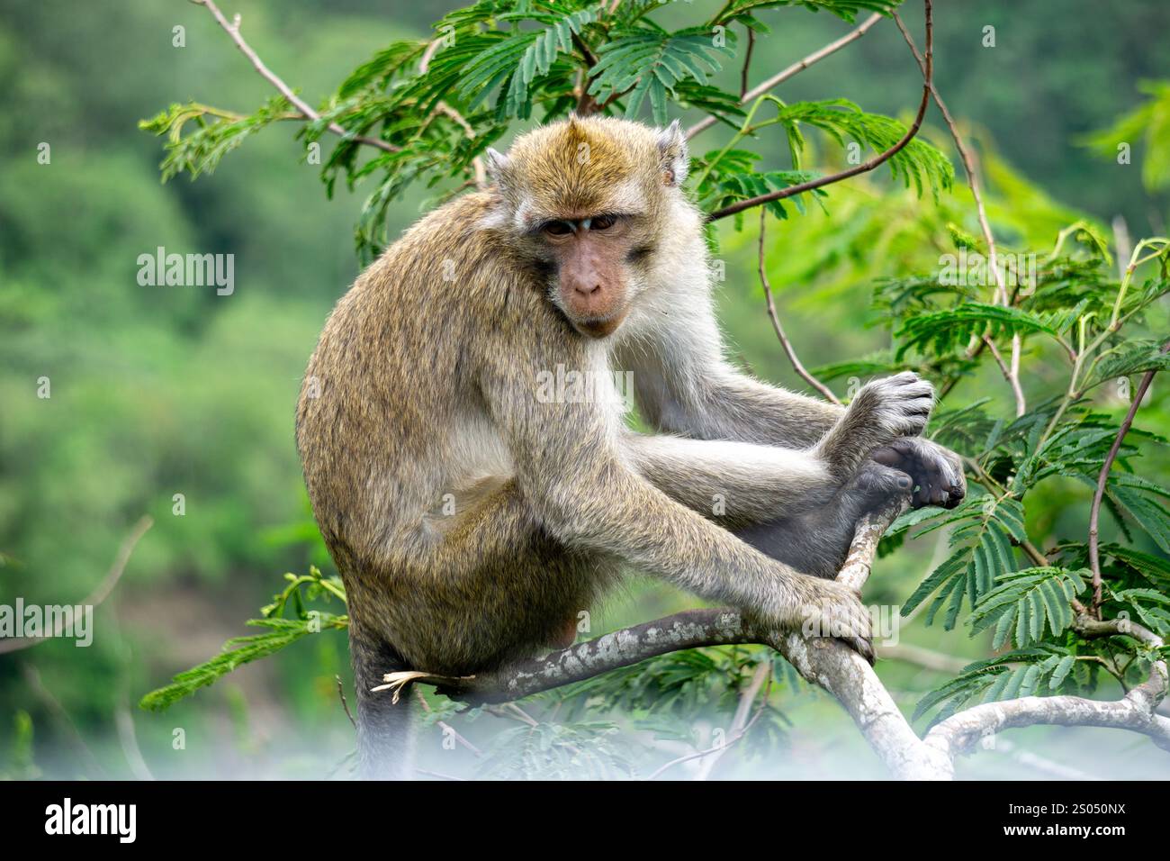Macaca fascicularis (kera ekor panjang, monyet ekor panjang, long ...