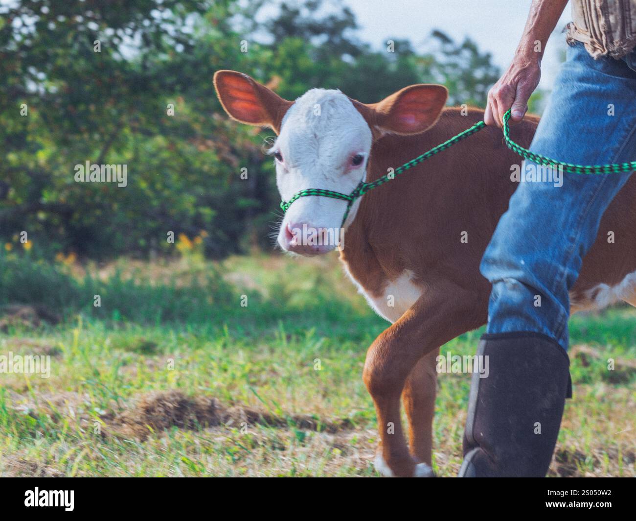 Farmer Walking a cute Baby Cow Calf on leash rope Stock Photo - Alamy