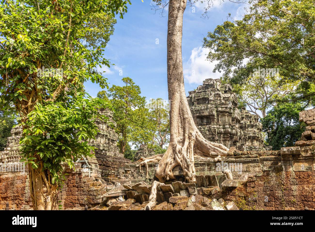 Tetrameles tree roots growing through ruined wall of Ta Prohm temple ...