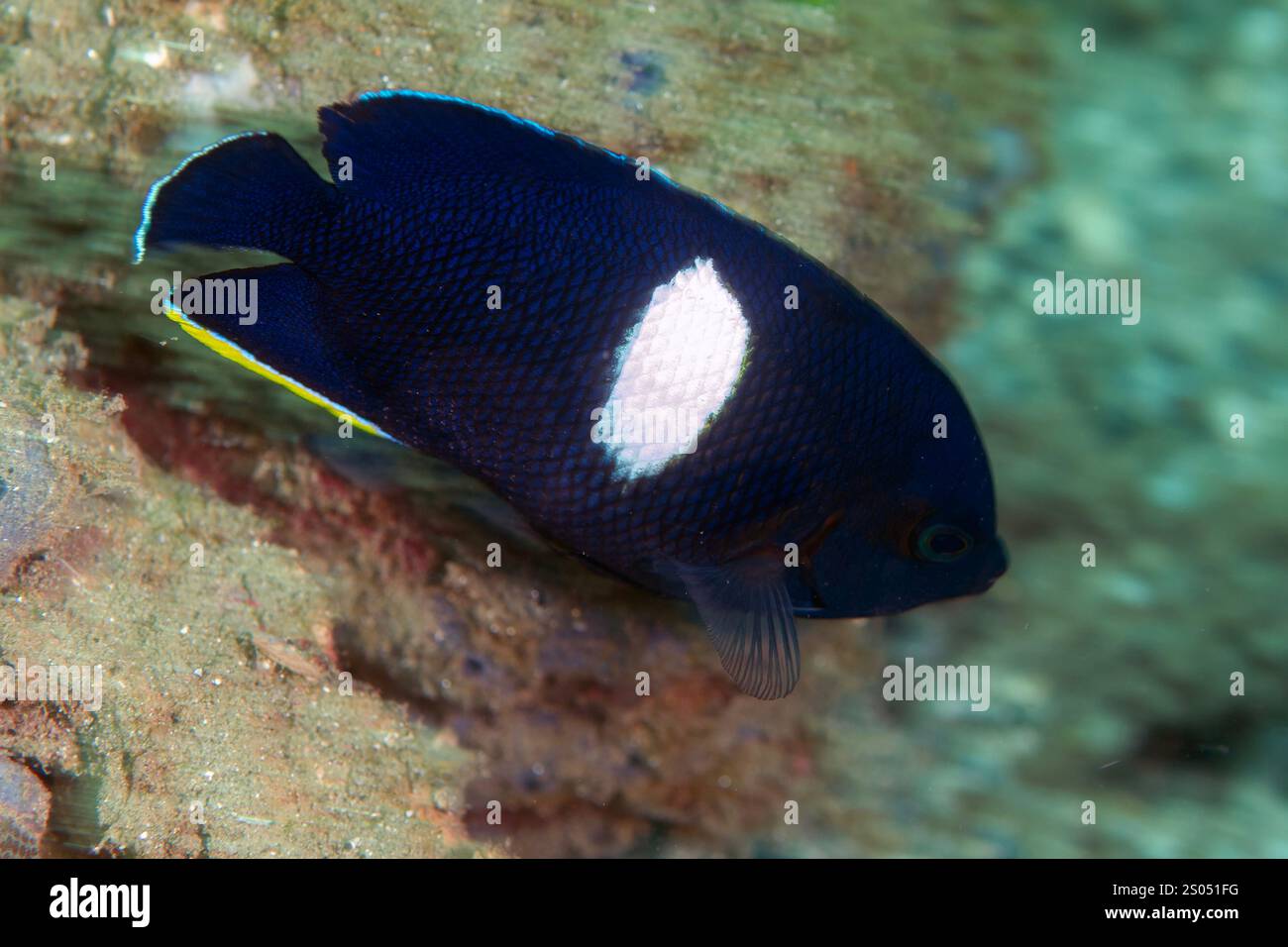 Keyhole Angelfish, Centropyge tibicen, Laha dive site, Ambon, Maluku ...
