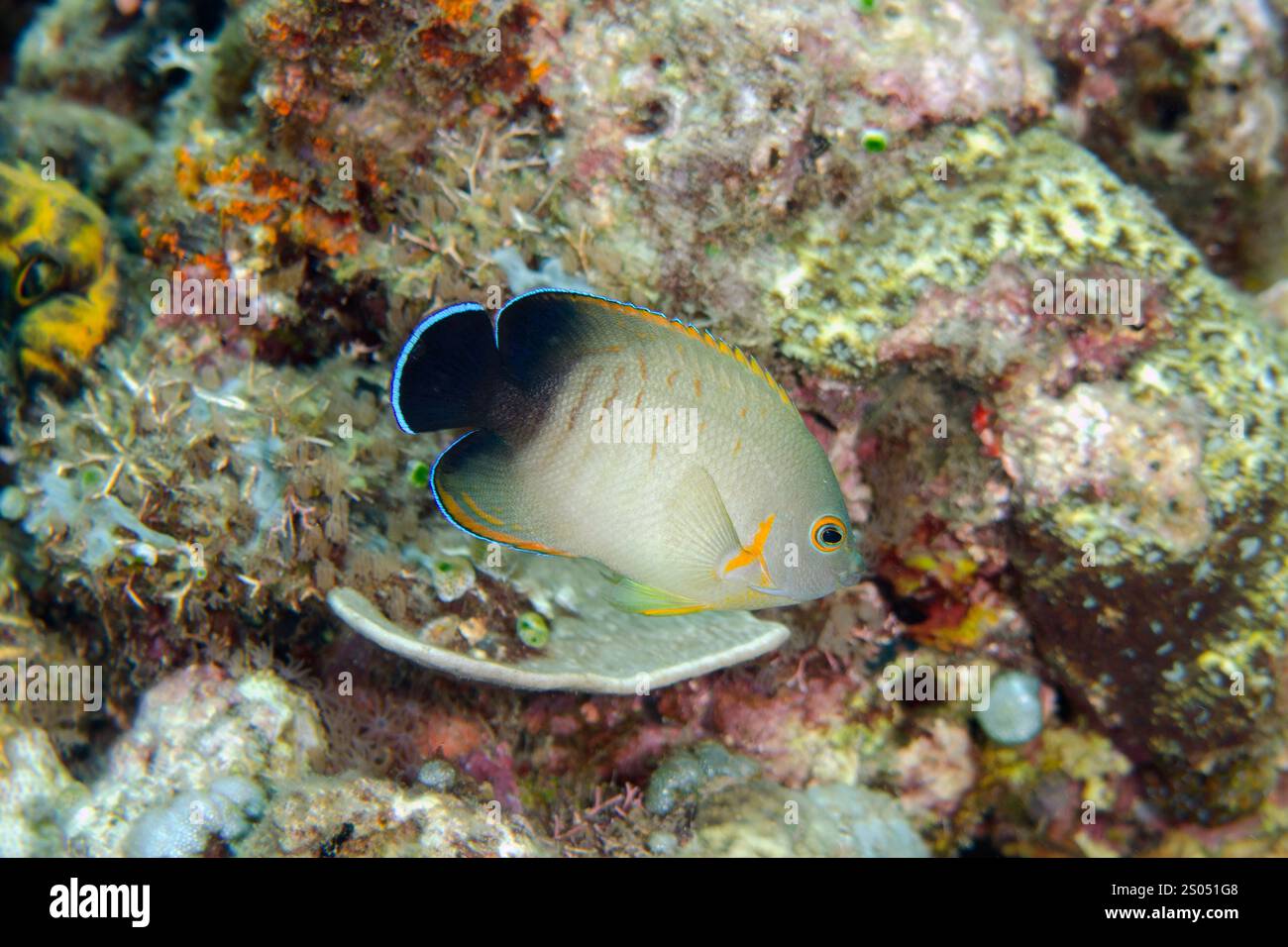 Eibl's Angelfish, Centropyge eibli, Jemeluk Bay Wall dive site, Amed ...