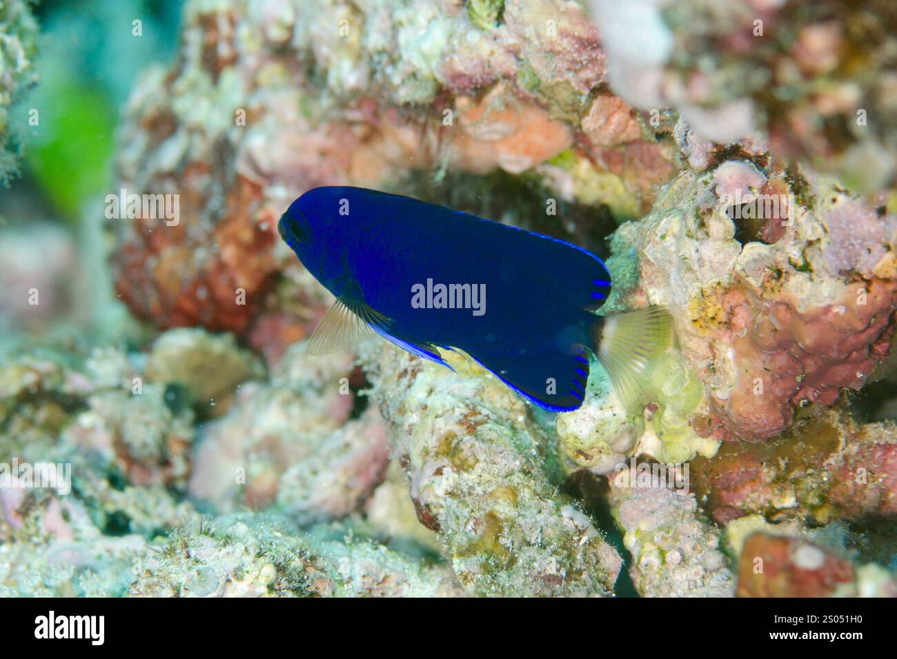 Whitetaill Pygmy Angelfish, Centropyge fisheri, Reong West dive site ...