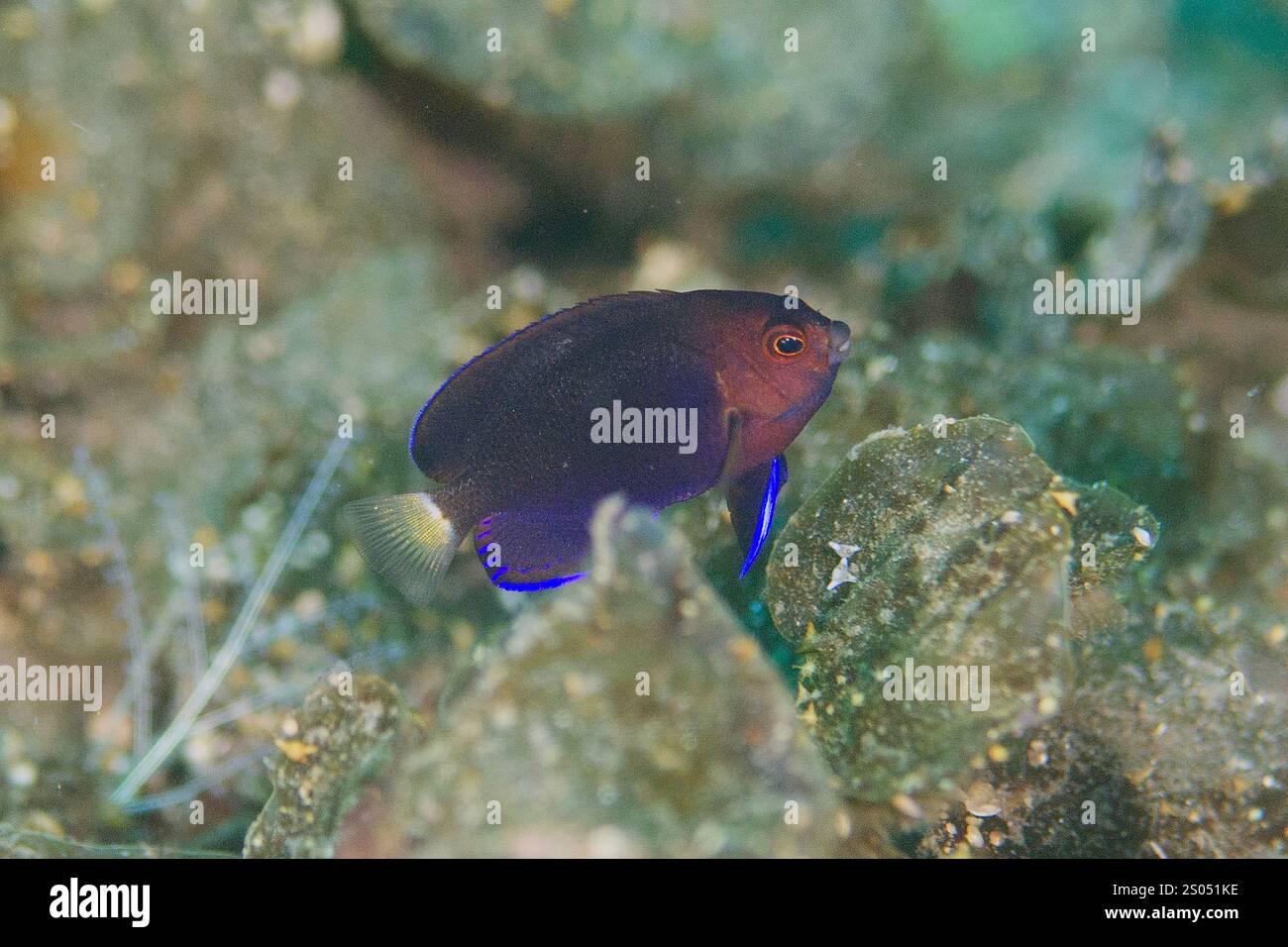 White-tailed Pygmy Angelfish, Centropyge fisheri, Sedam dive site ...