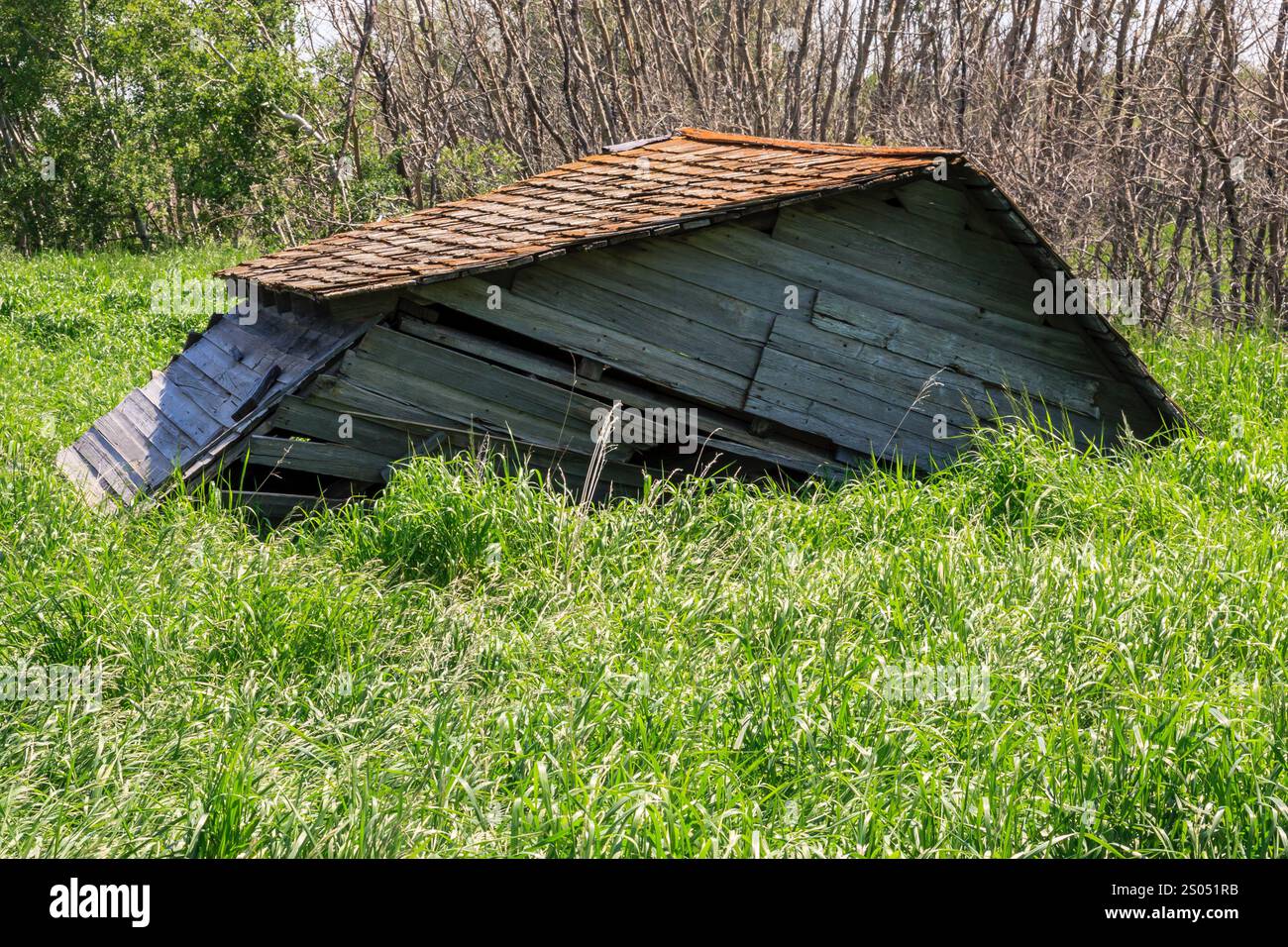 A dilapidated old barn with a roof that is missing several pieces. The barn is surrounded by ...