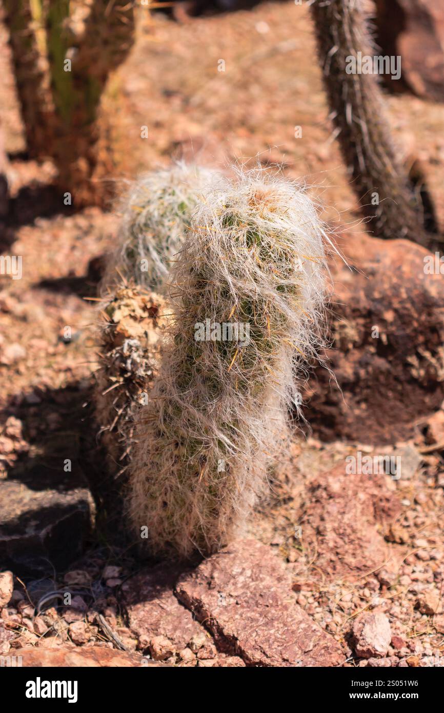 A cactus is standing in a rocky area. The cactus is covered in spines ...