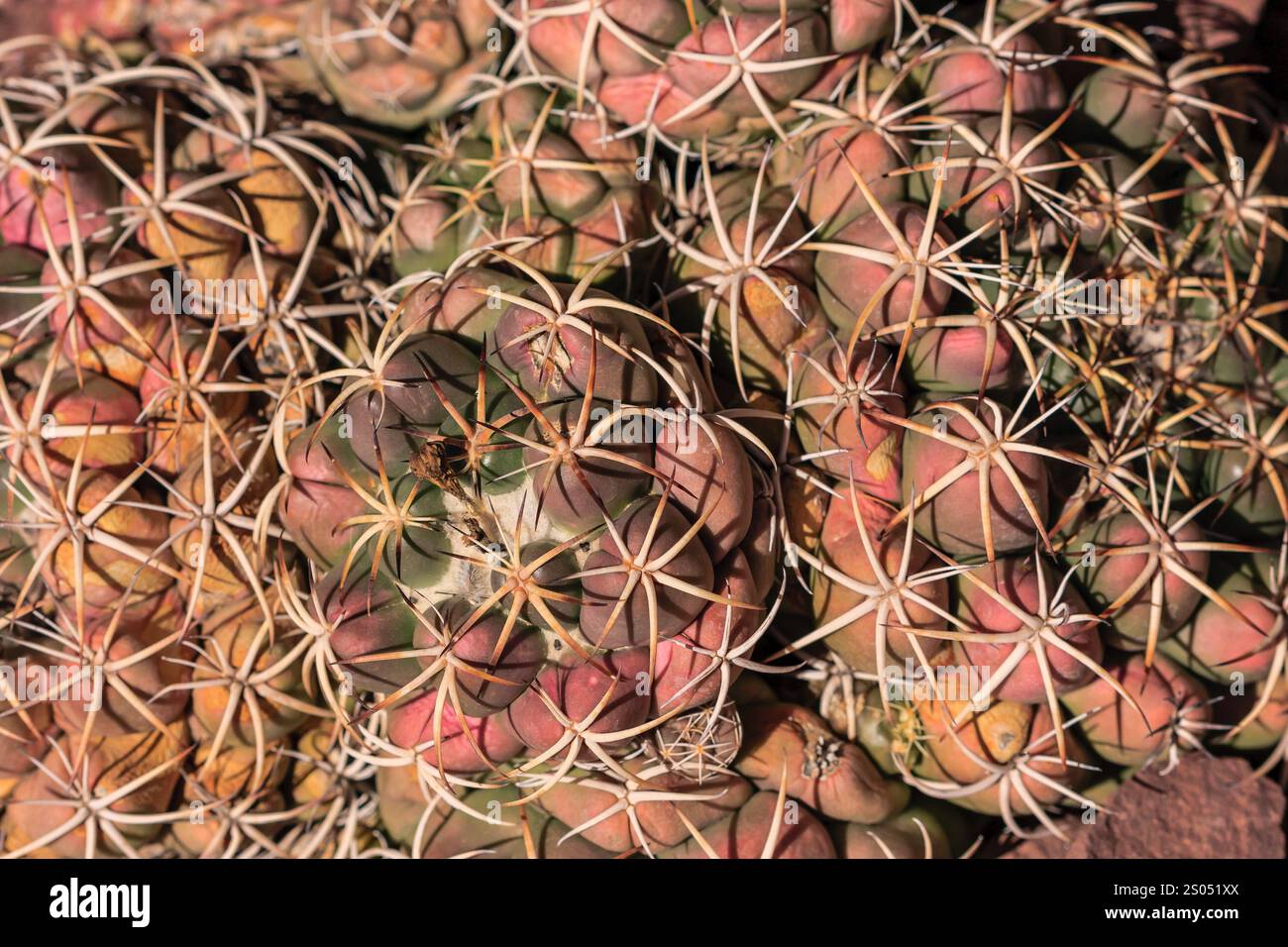 A bunch of cactus plants with a mix of green and red colors. The cactus ...