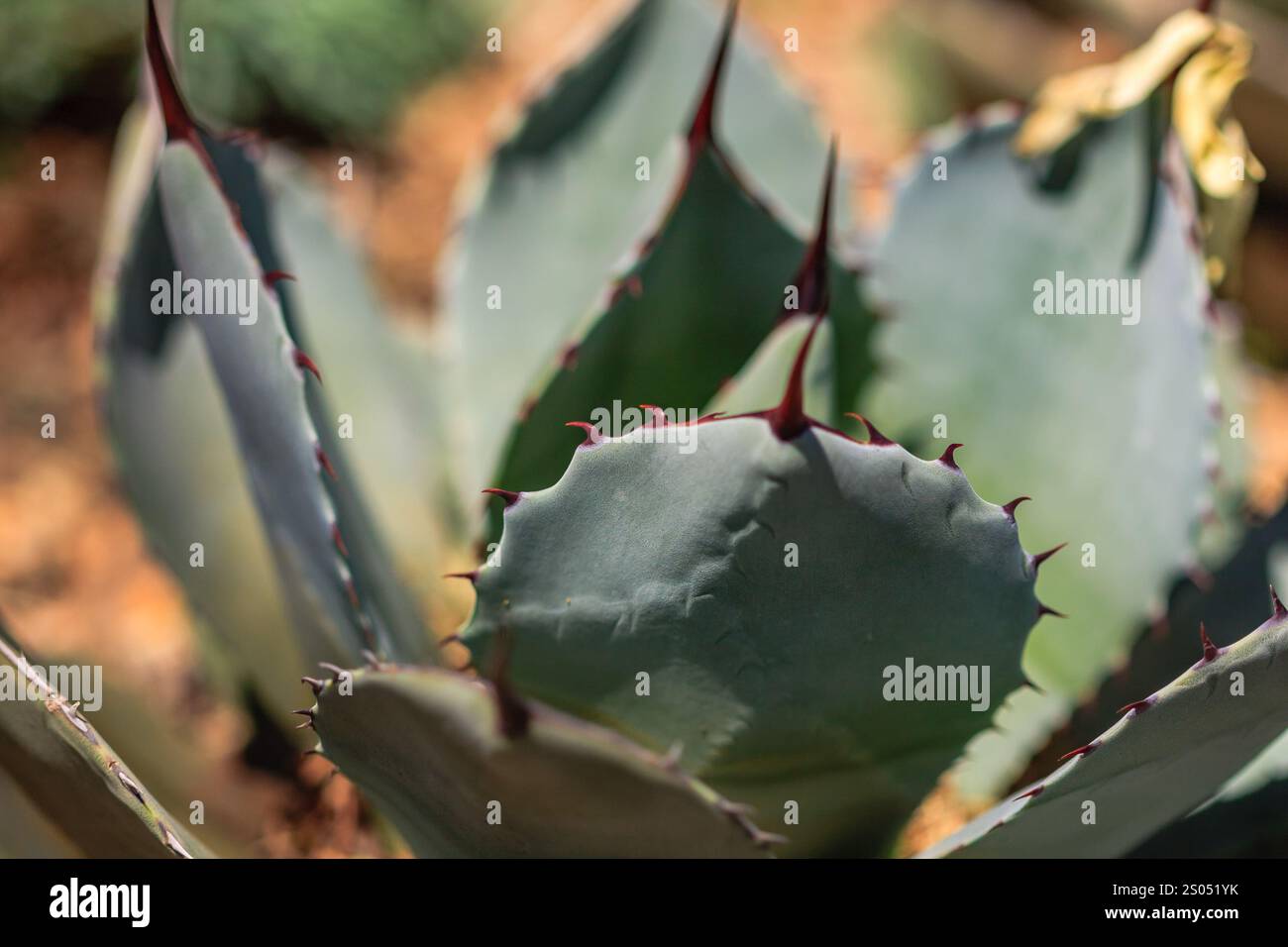 A close up of a cactus with spines. The spines are red and black. The ...