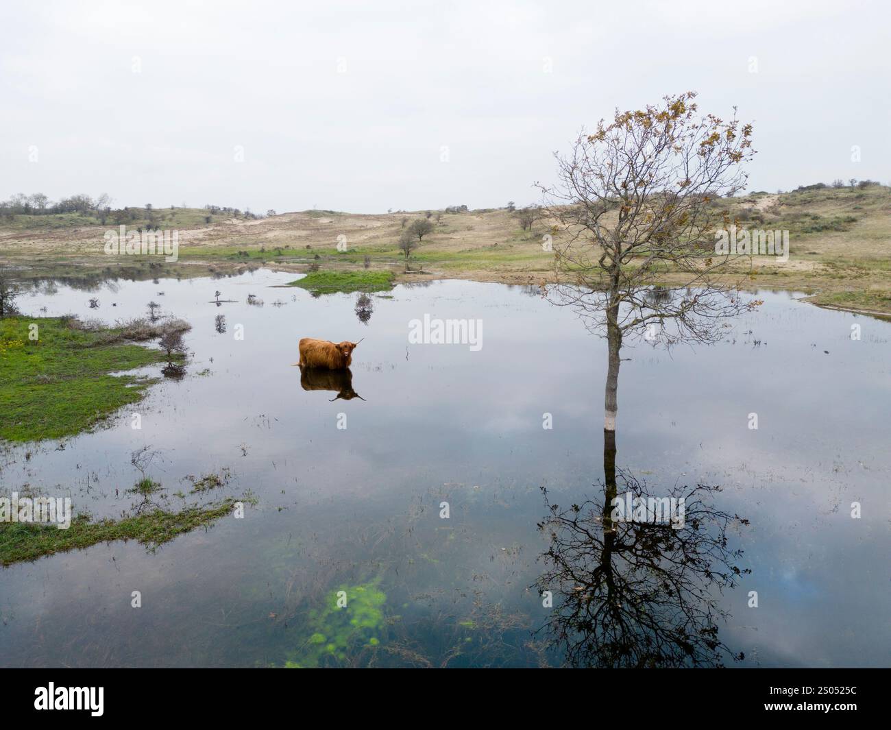 Aerial view of Scottish highlanders in the Kennemerdunes, North Holland ...