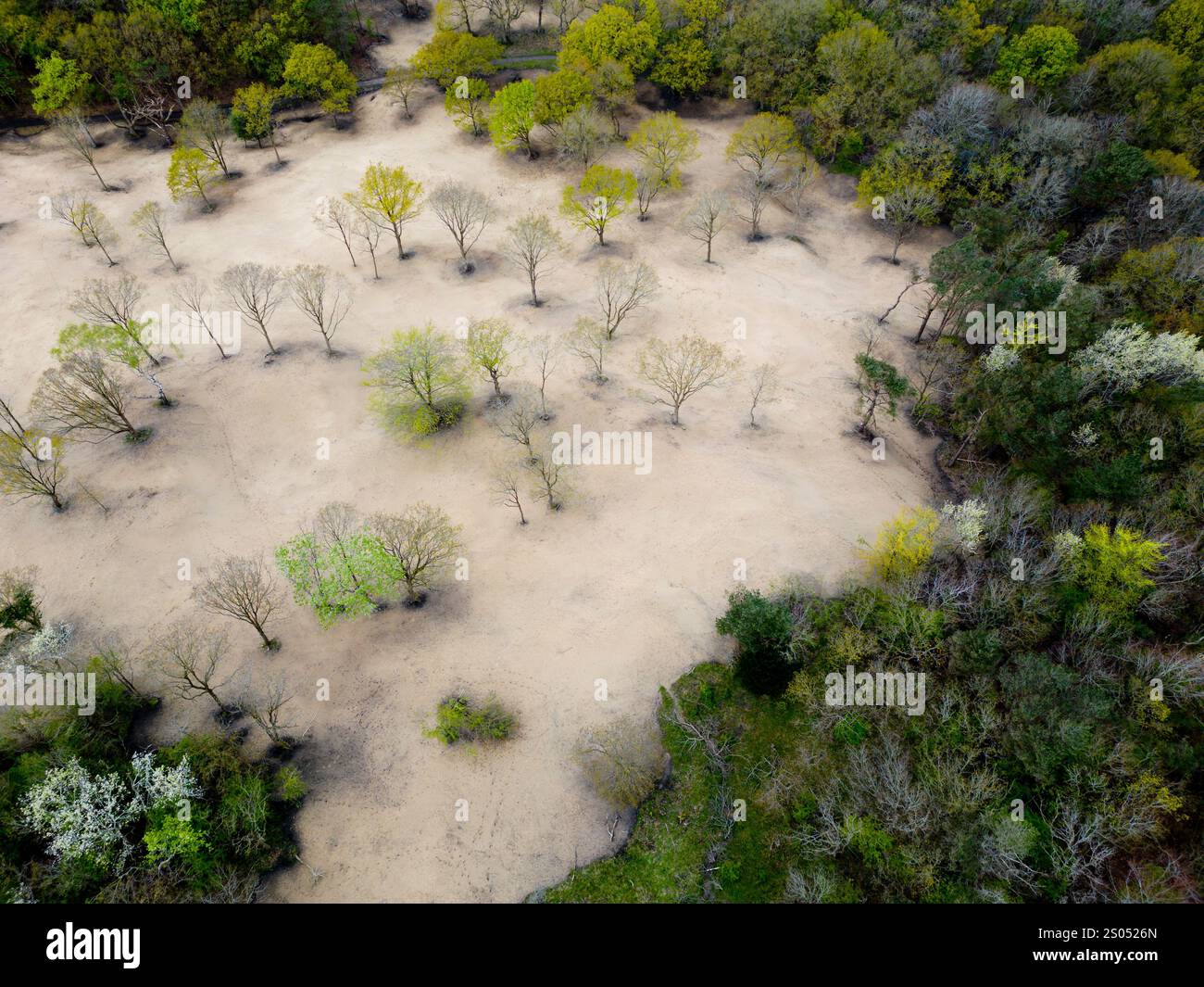 Aerial view of trees and dunes in the Kennemerdunes, North Holland, The ...