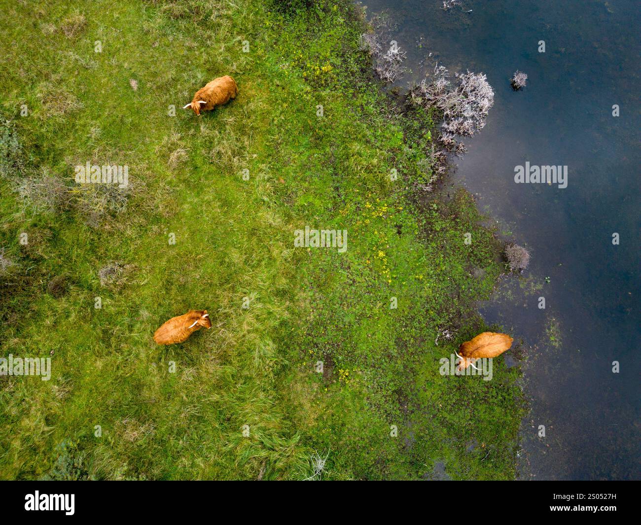 Aerial view of Scottish highlanders in the Kennemerdunes, North Holland ...