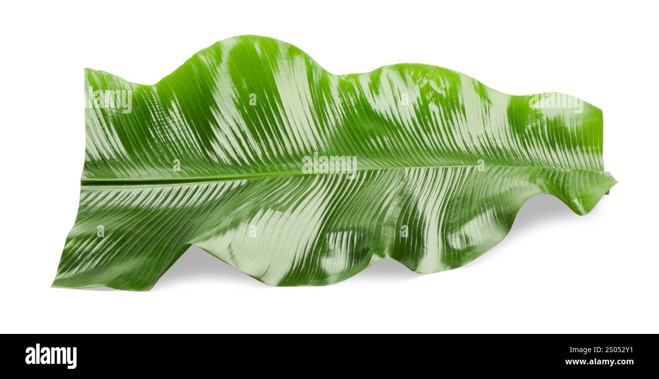 Piece of banana leaf isolated on white. Traditional meal serving Stock ...