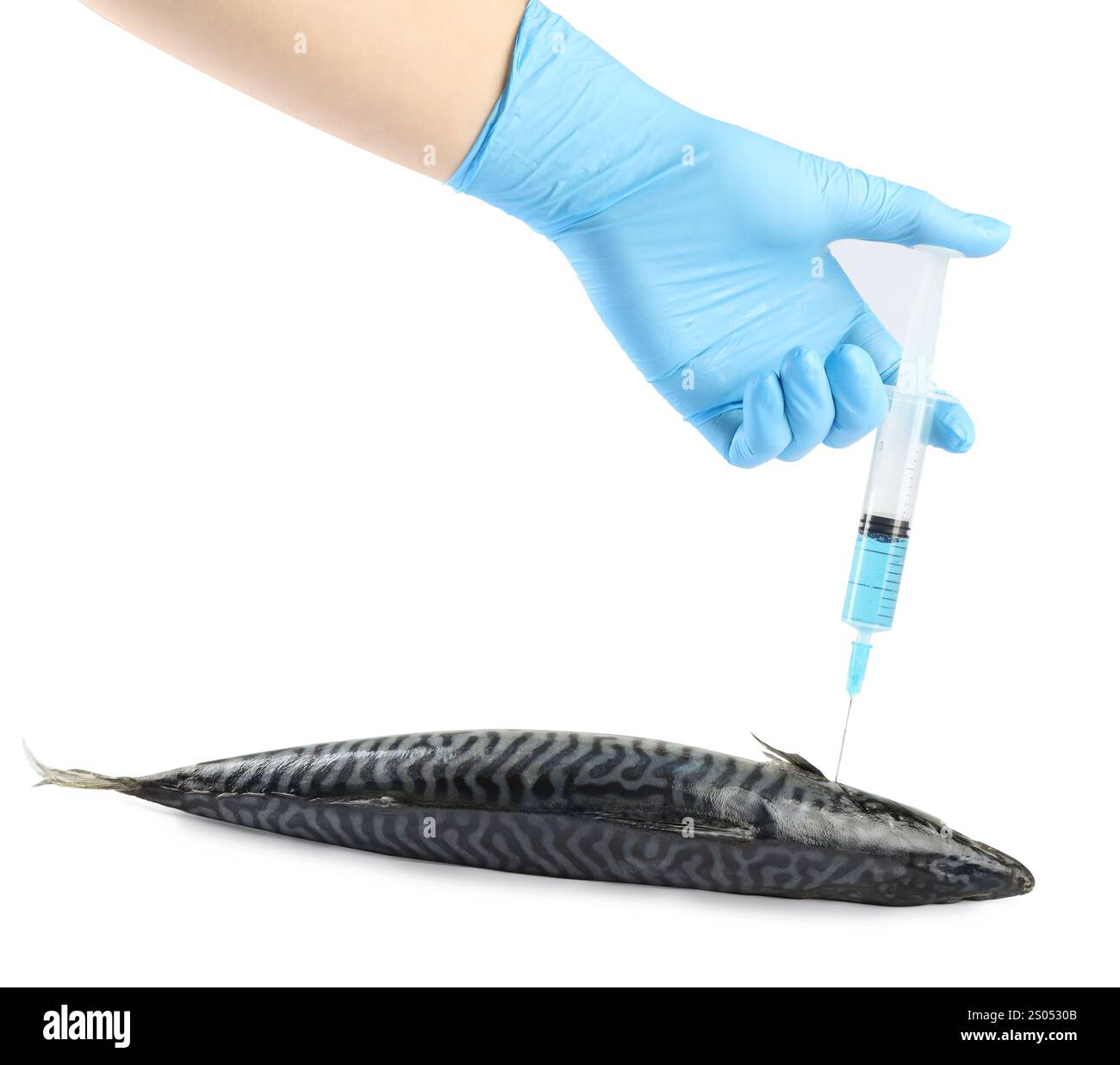 GMO concept. Scientist injecting something into fish on white ...
