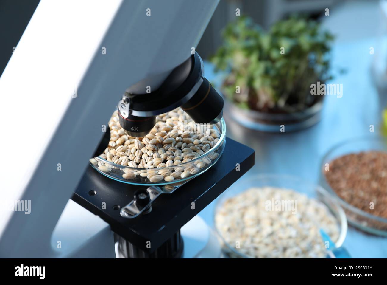 GMO concept. Petri dish with wheat grains under microscope on table in ...