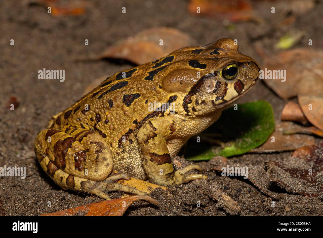 A beautiful eastern leopard toad (Sclerophrys pardalis), in the wild ...