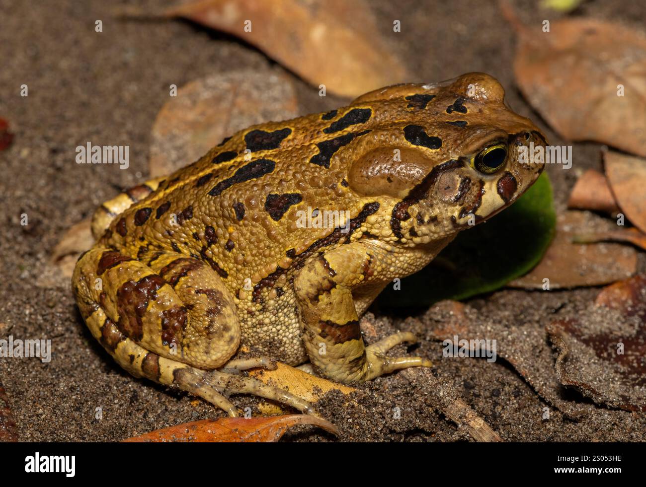 A beautiful eastern leopard toad (Sclerophrys pardalis), in the wild ...