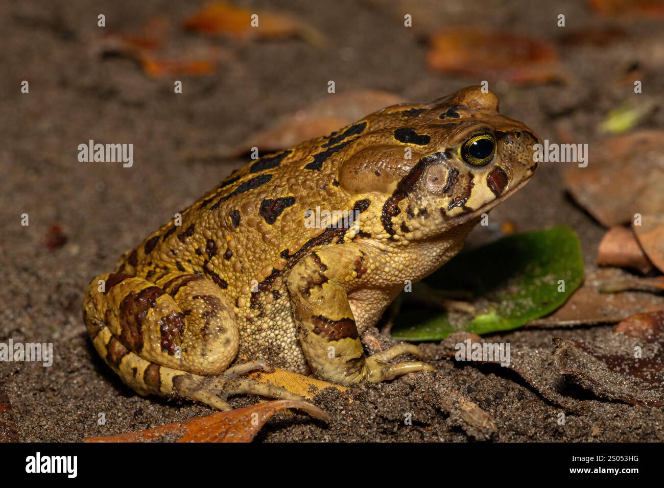A beautiful eastern leopard toad (Sclerophrys pardalis), in the wild ...