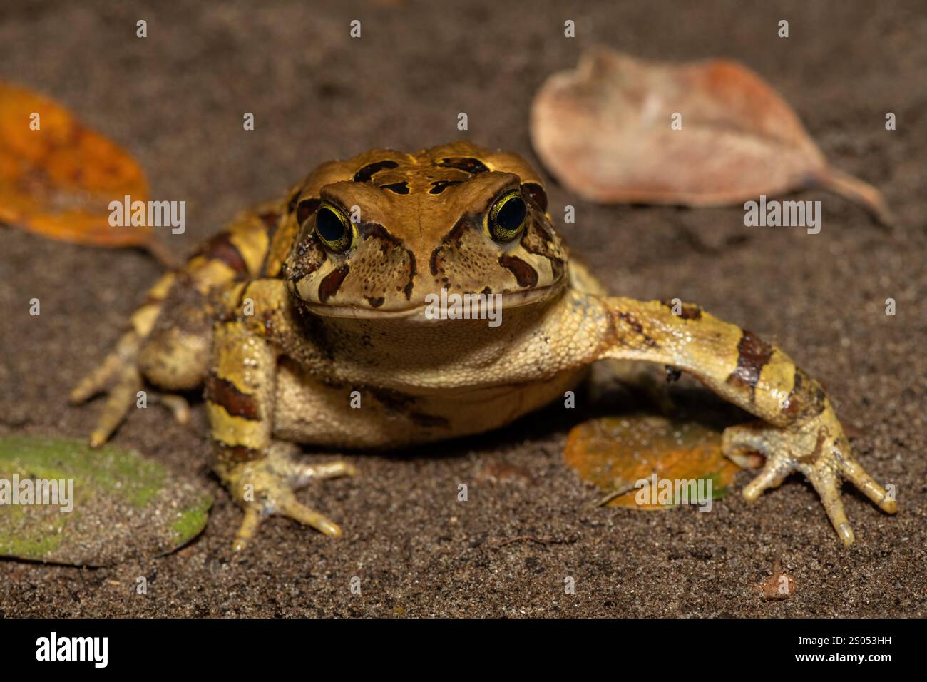 A beautiful eastern leopard toad (Sclerophrys pardalis), in the wild ...