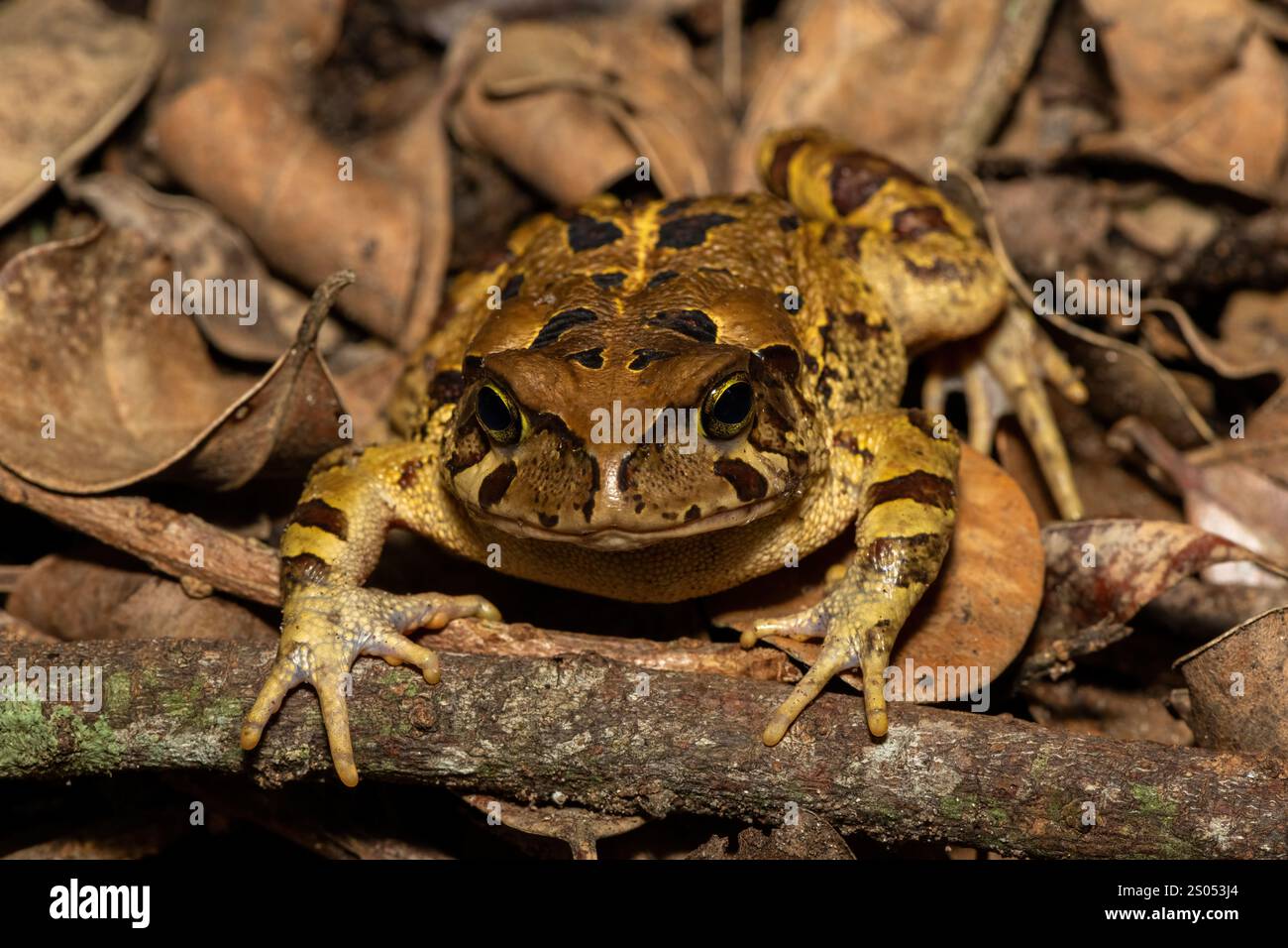 A beautiful eastern leopard toad (Sclerophrys pardalis), in the wild ...