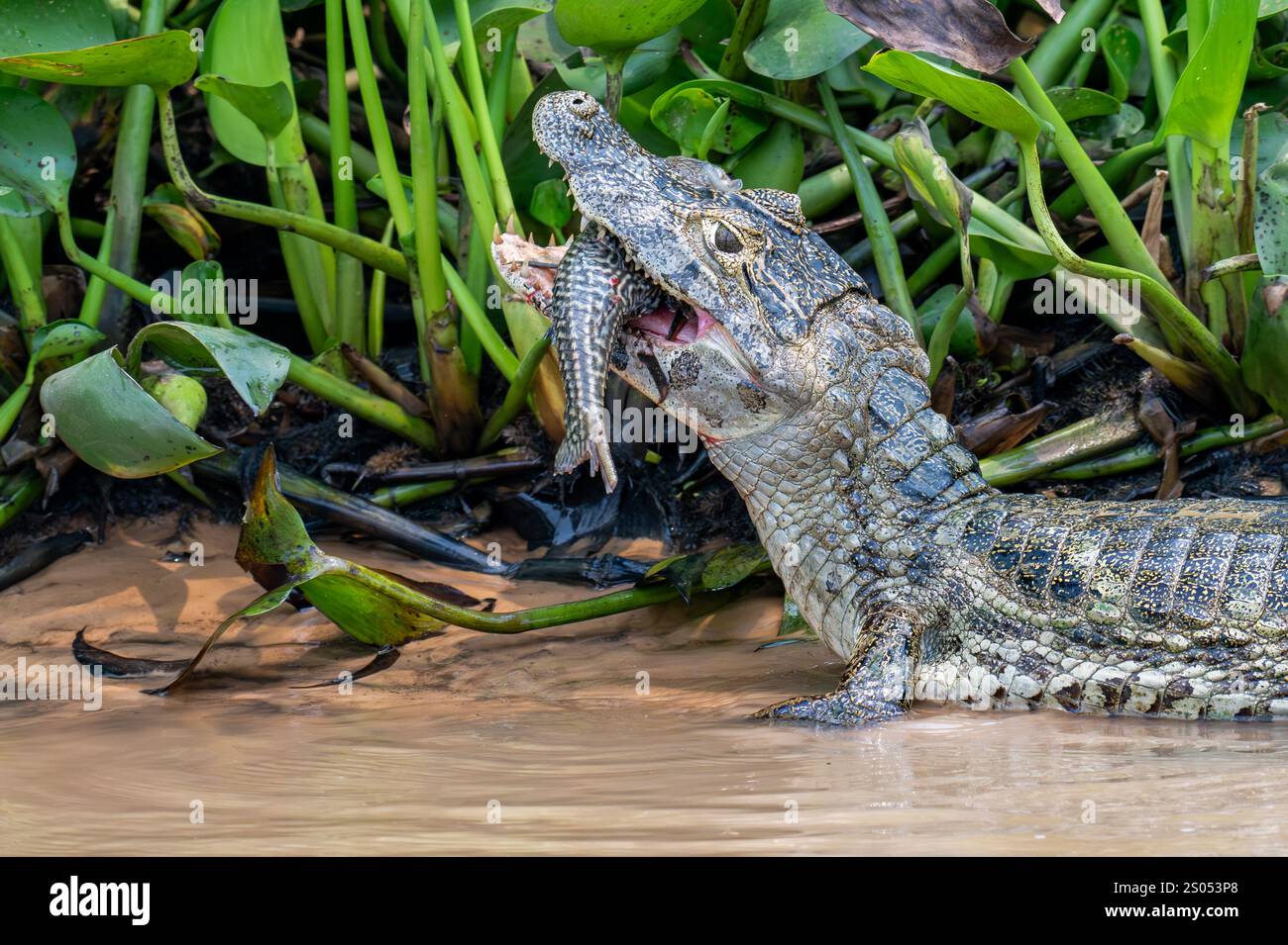 Caiman eating a catfish in the Pantanal Stock Photo - Alamy