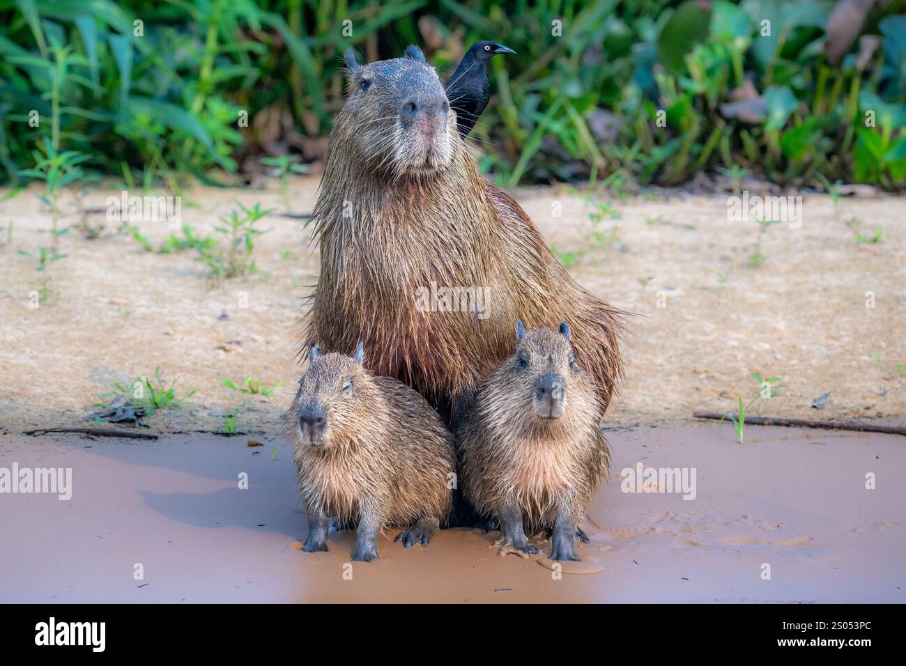 Capybara nursing two young pups Stock Photo - Alamy