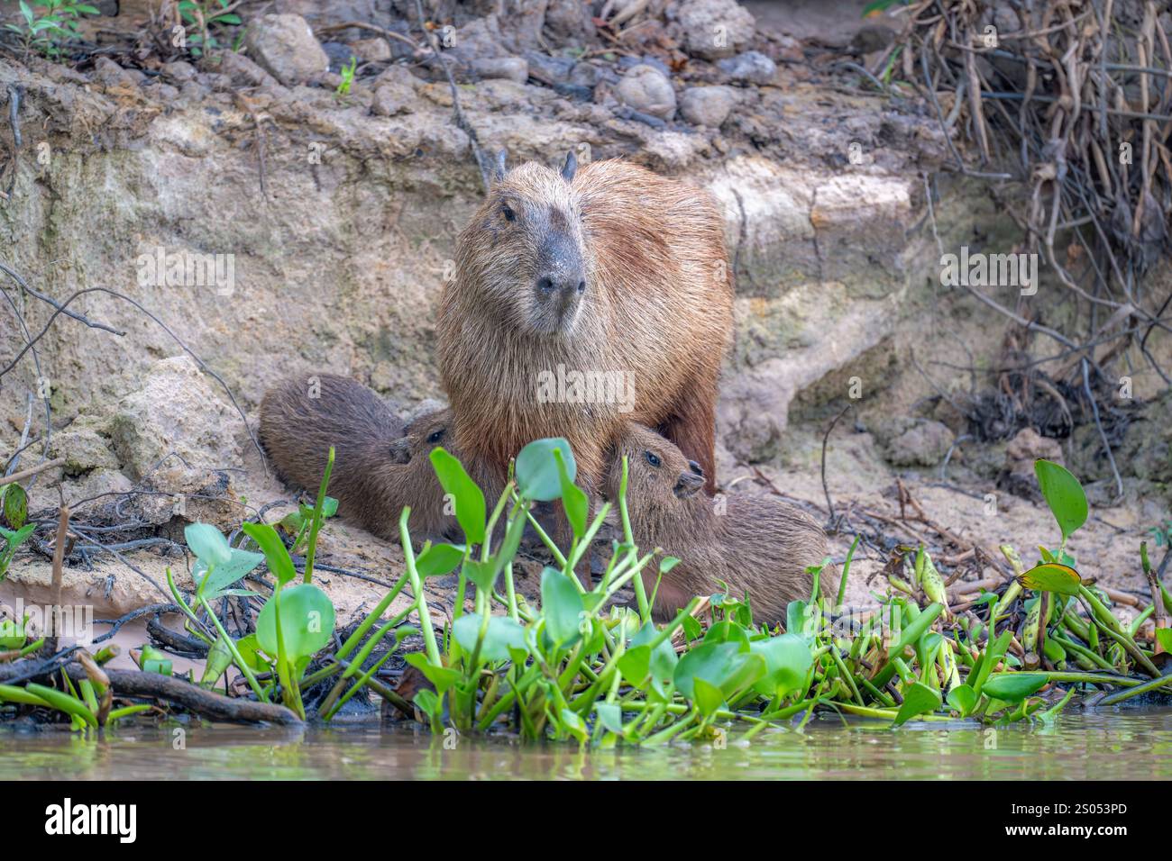 Capybara nursing two pups in the Pantanal Stock Photo - Alamy