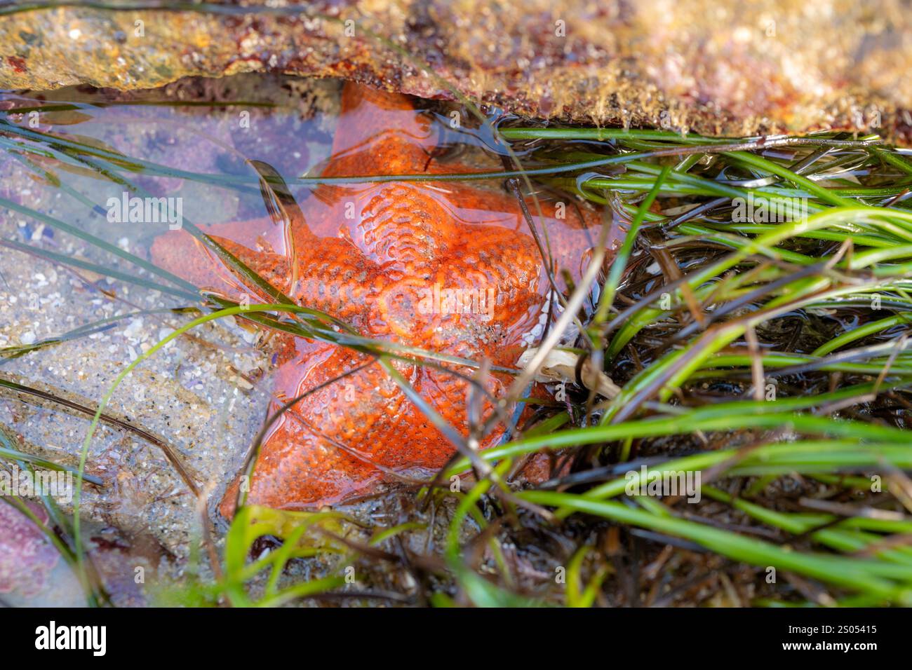 Orange Sea Star Rests In Shallow Puddle and Sea Grasses At Low Tide ...