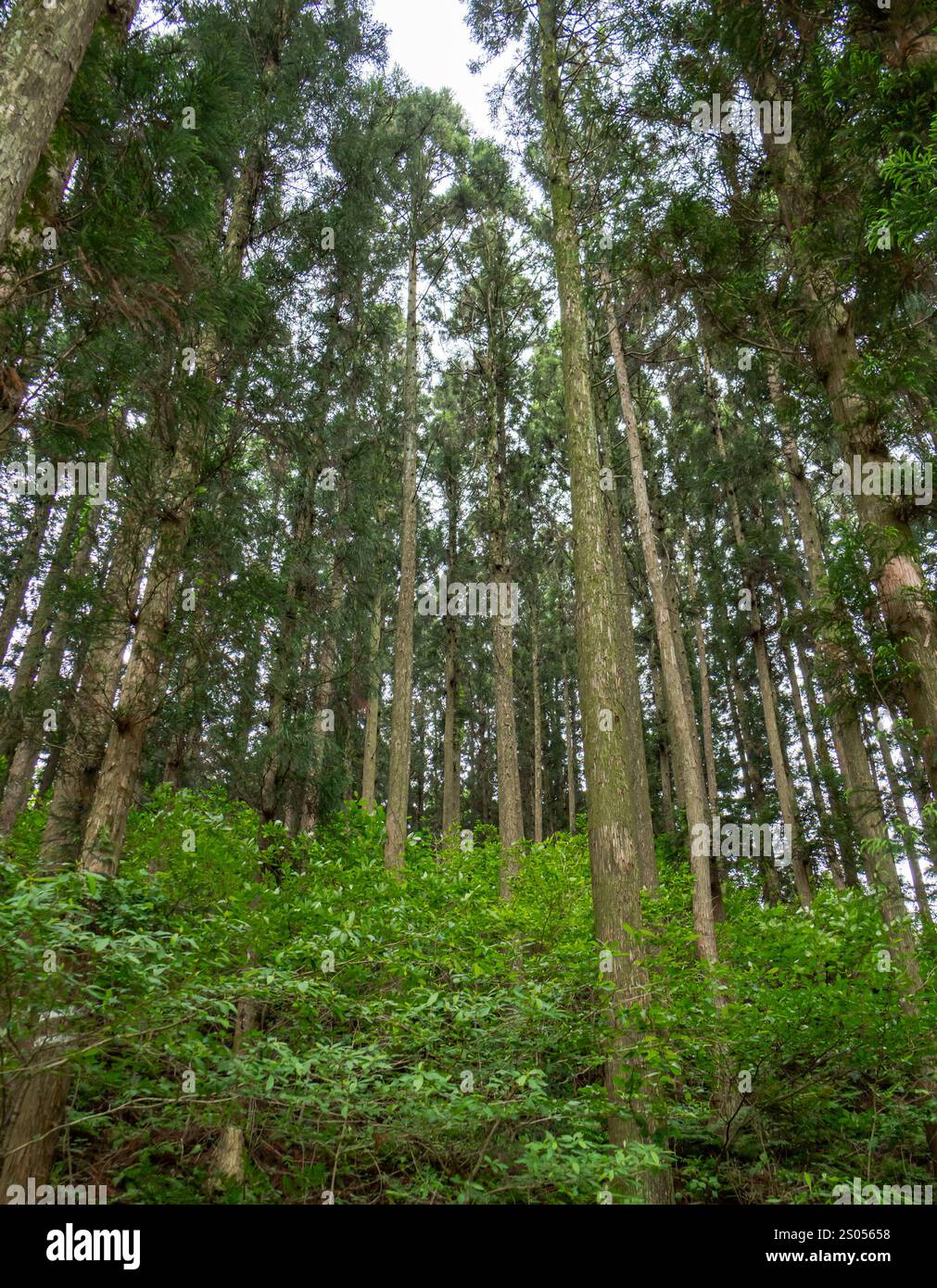 Lush green forest trees and foliage on a cloudy day. Photo taken in Boseong, South Korea Stock ...