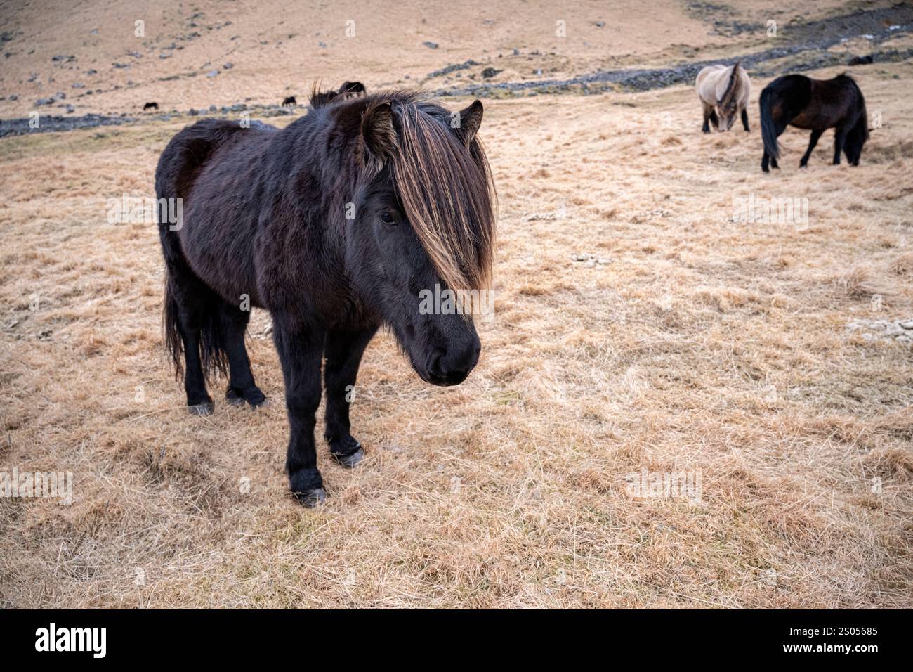 Portrait of Icelandic horses on grazing land near the mountain in ...