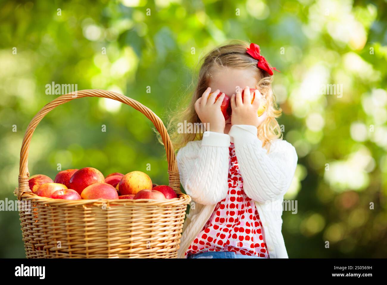 Child picking apples on a farm in autumn. Little girl playing in apple ...