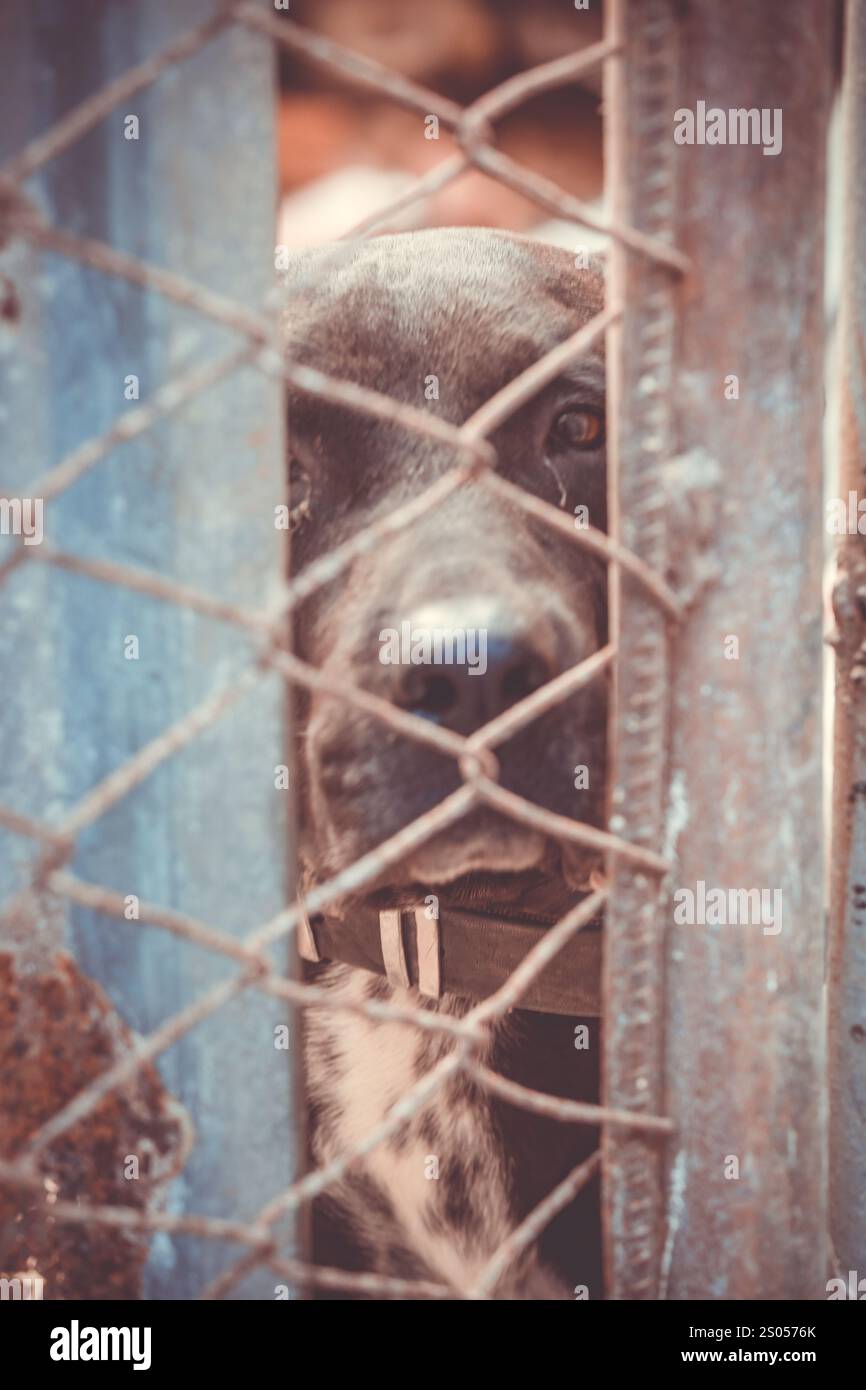 Sad Angry Guard Dog Behind Fence Kennel Stock Photo - Alamy