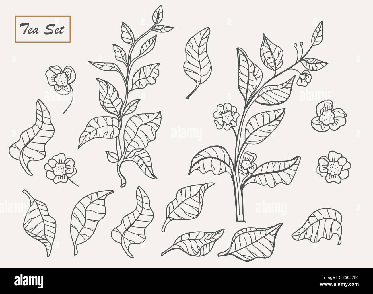 Botanical contour Stock Vector Images - Alamy
