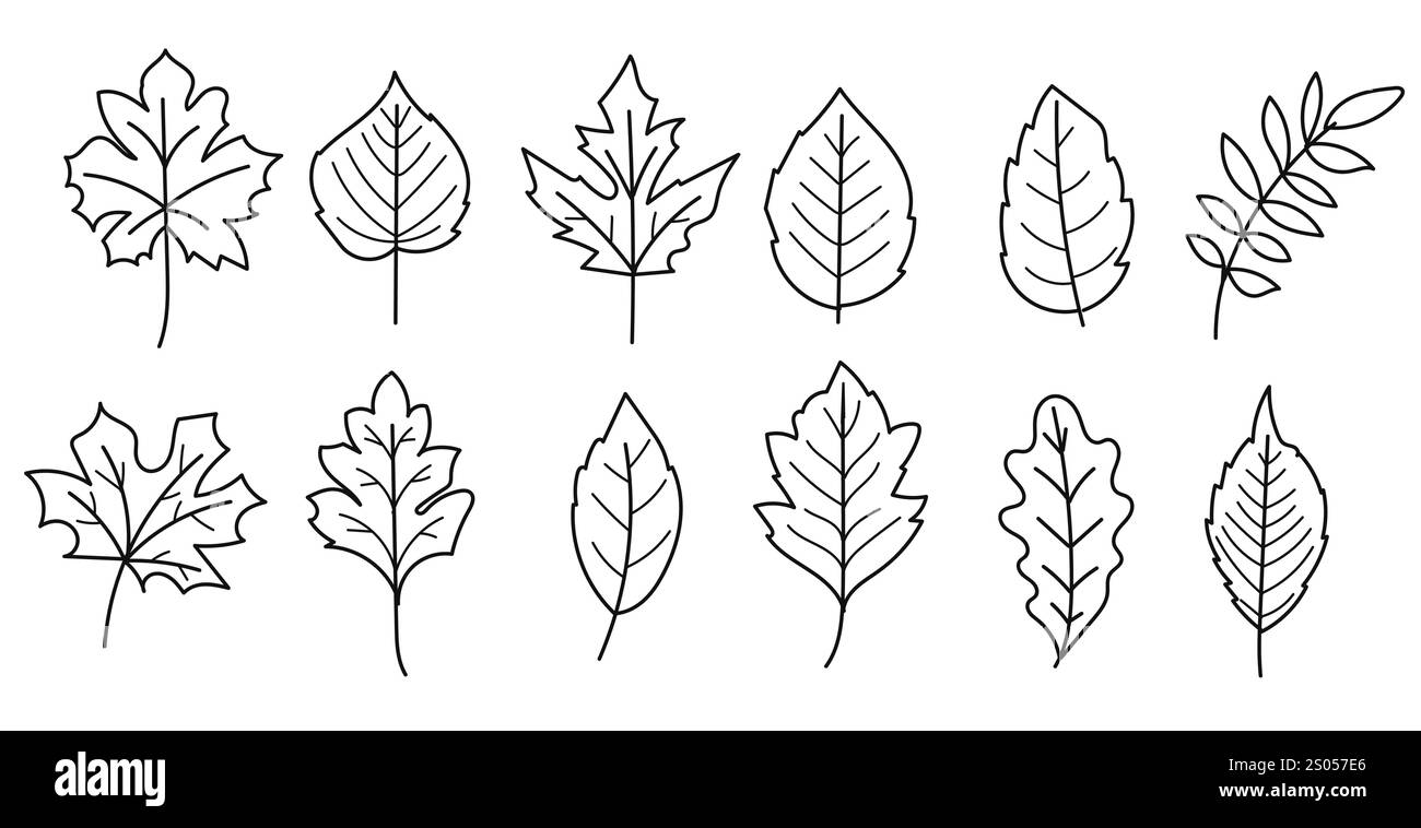 Hand drawn leaves outline with palm leaf,maple leaves collection.Vector ...