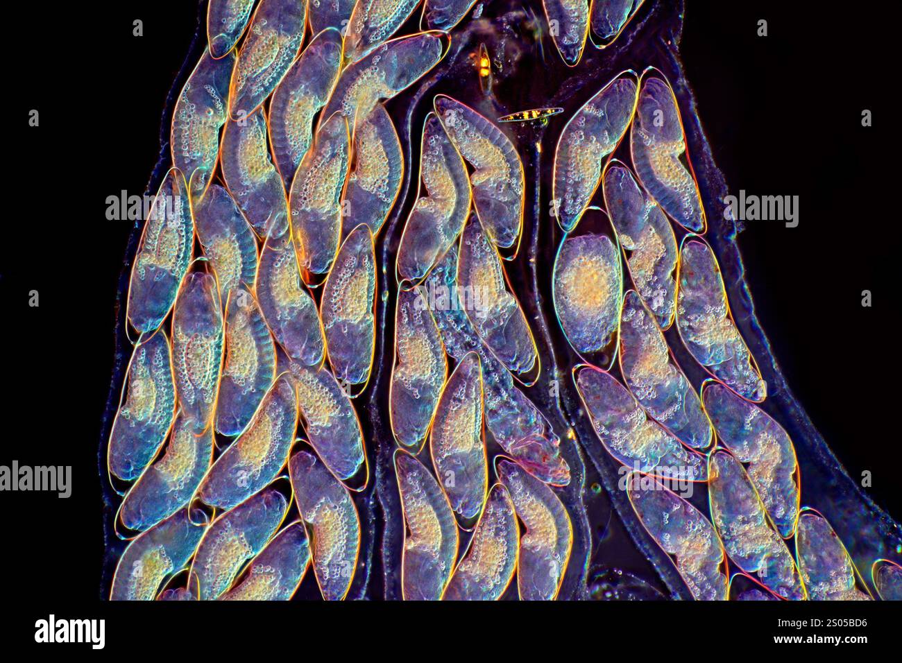 Polarised light micrograph of chironomid lake fly eggs. In the ...