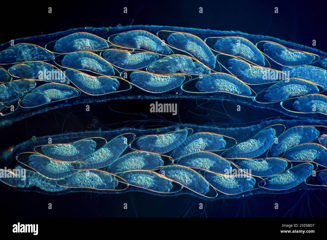 Polarised light micrograph of chironomid lake fly eggs. In the ...