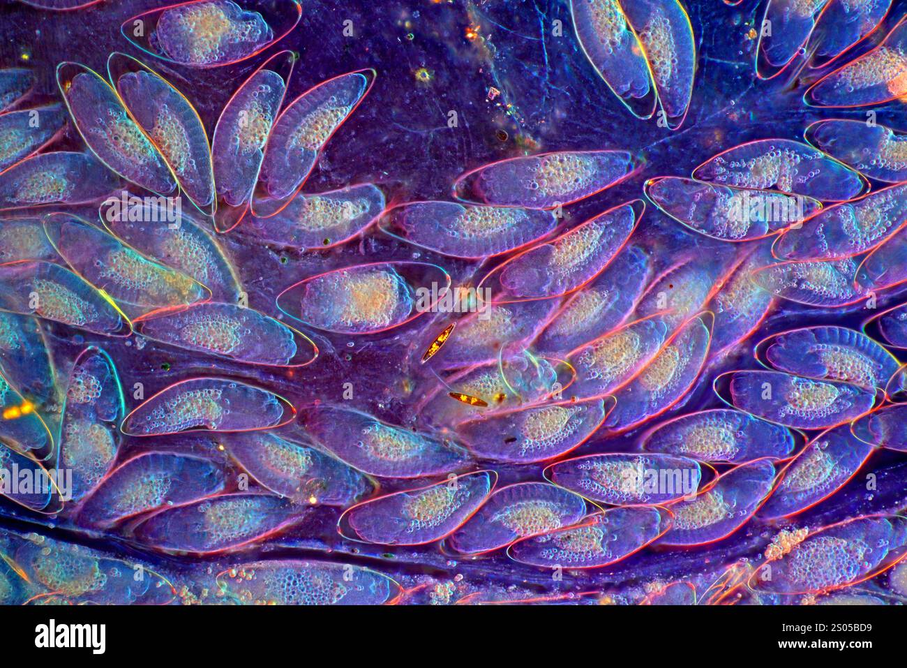 Polarised light micrograph of chironomid lake fly eggs. In the ...