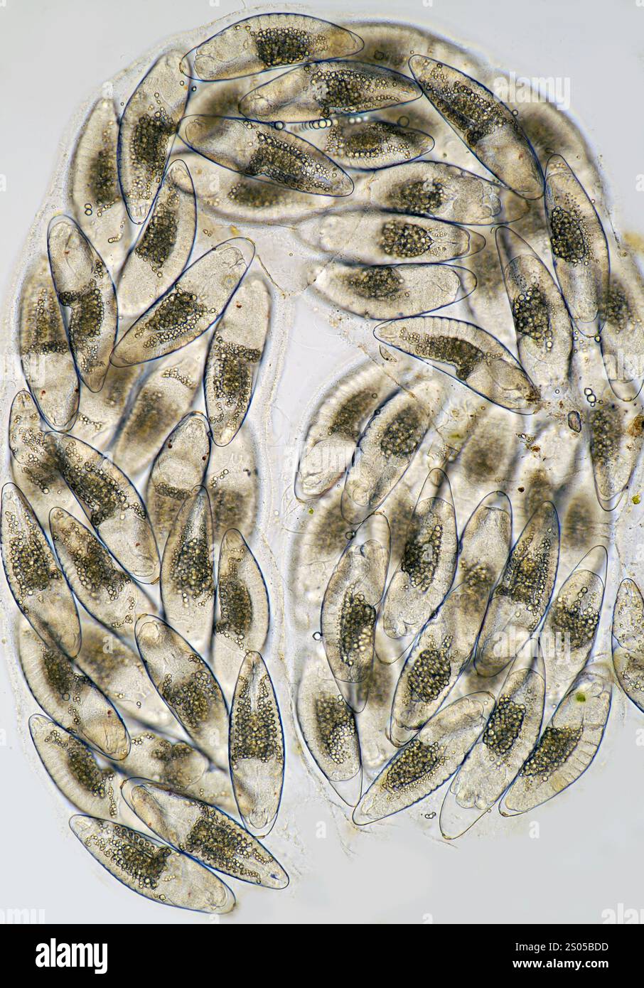 Bright-field light micrograph of chironomid lake fly eggs. In the ...