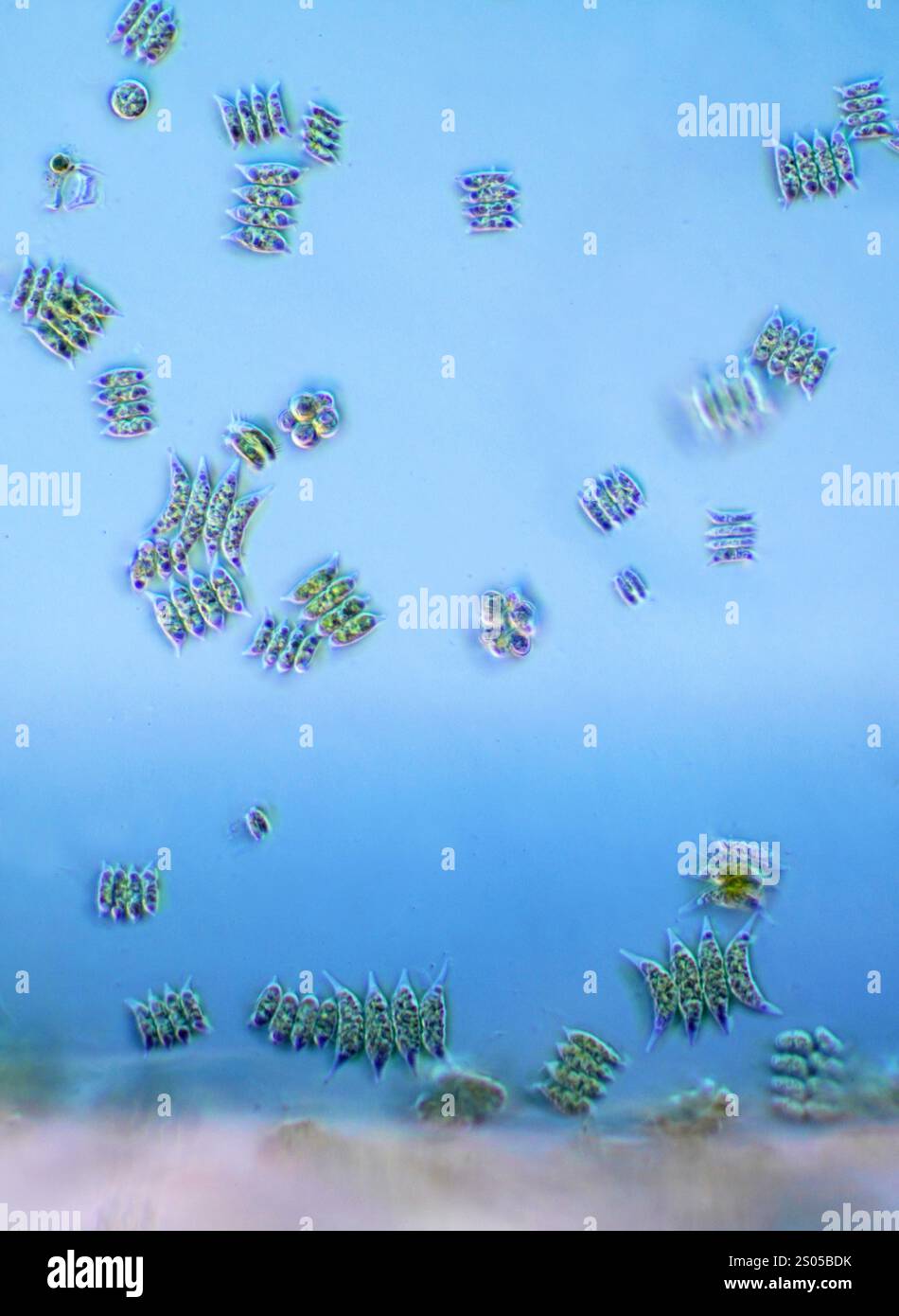 Polarised light micrograph of various tiny green algae, mostly ...