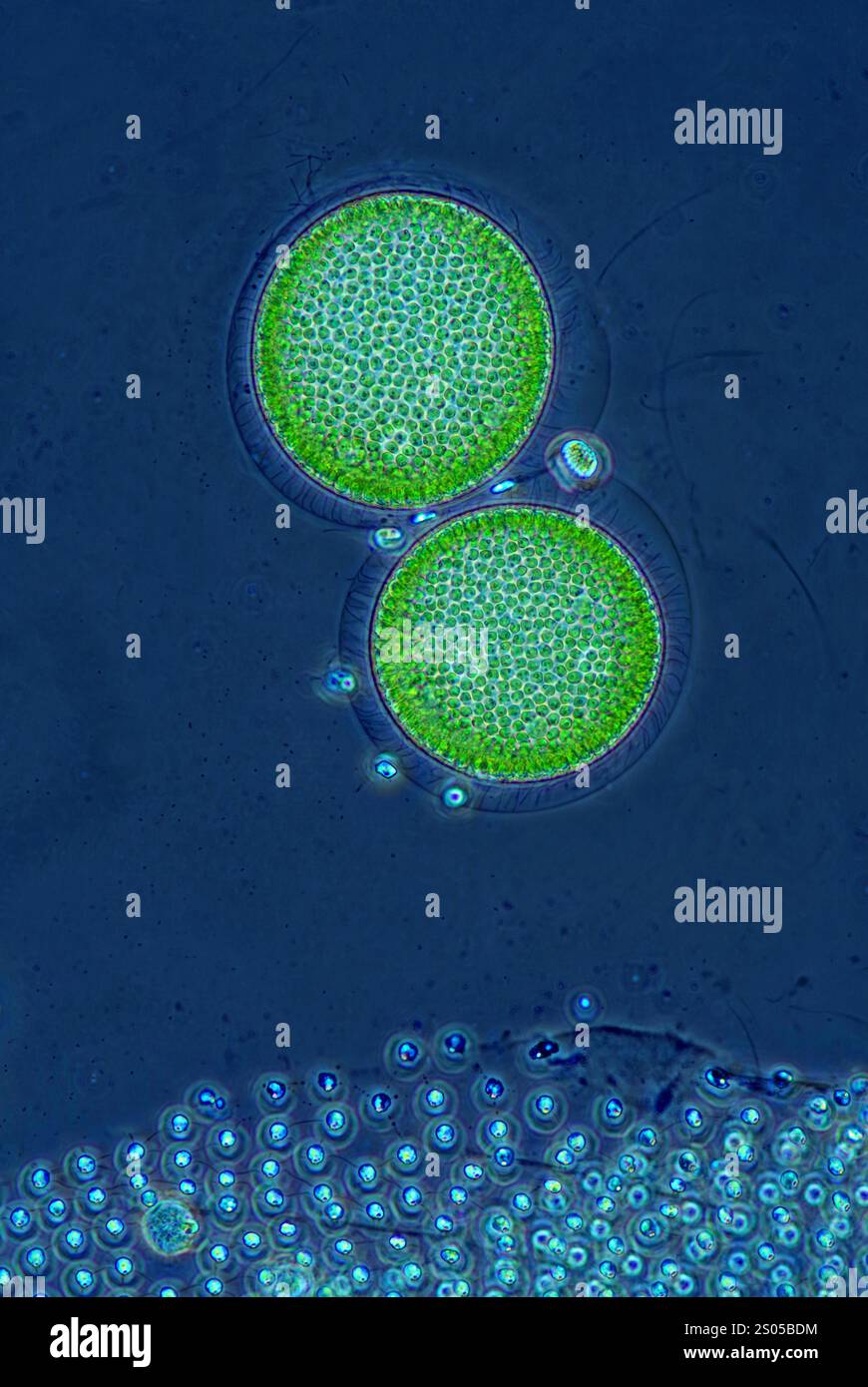 Polarised light micrograph of Volvox sp. green algae released daughter ...