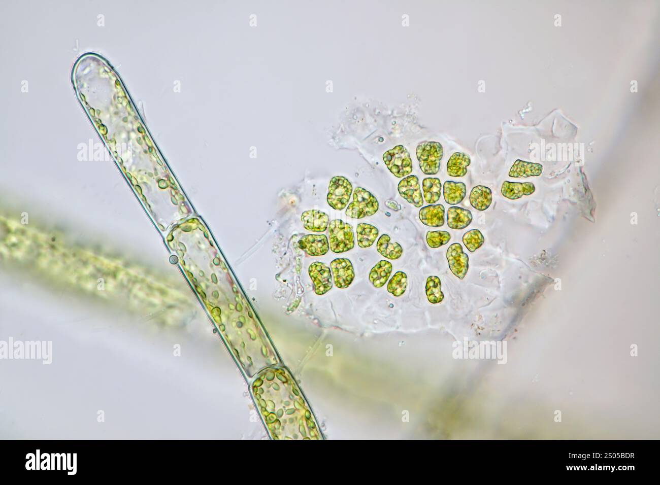 Bright-field light micrograph of filamentous algae and young ...