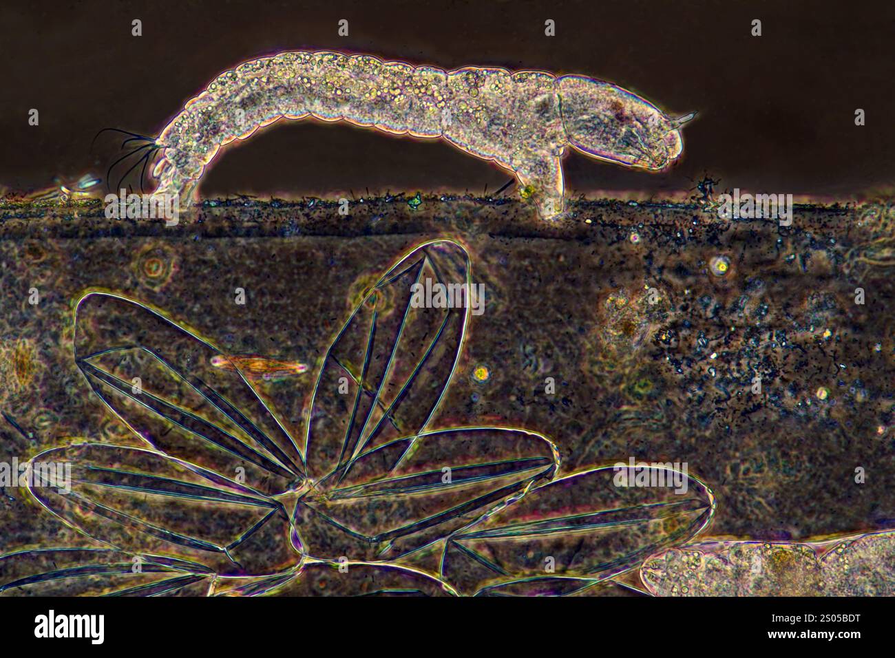 Phase contrast light micrograph of chironomid lake fly larva and empty ...